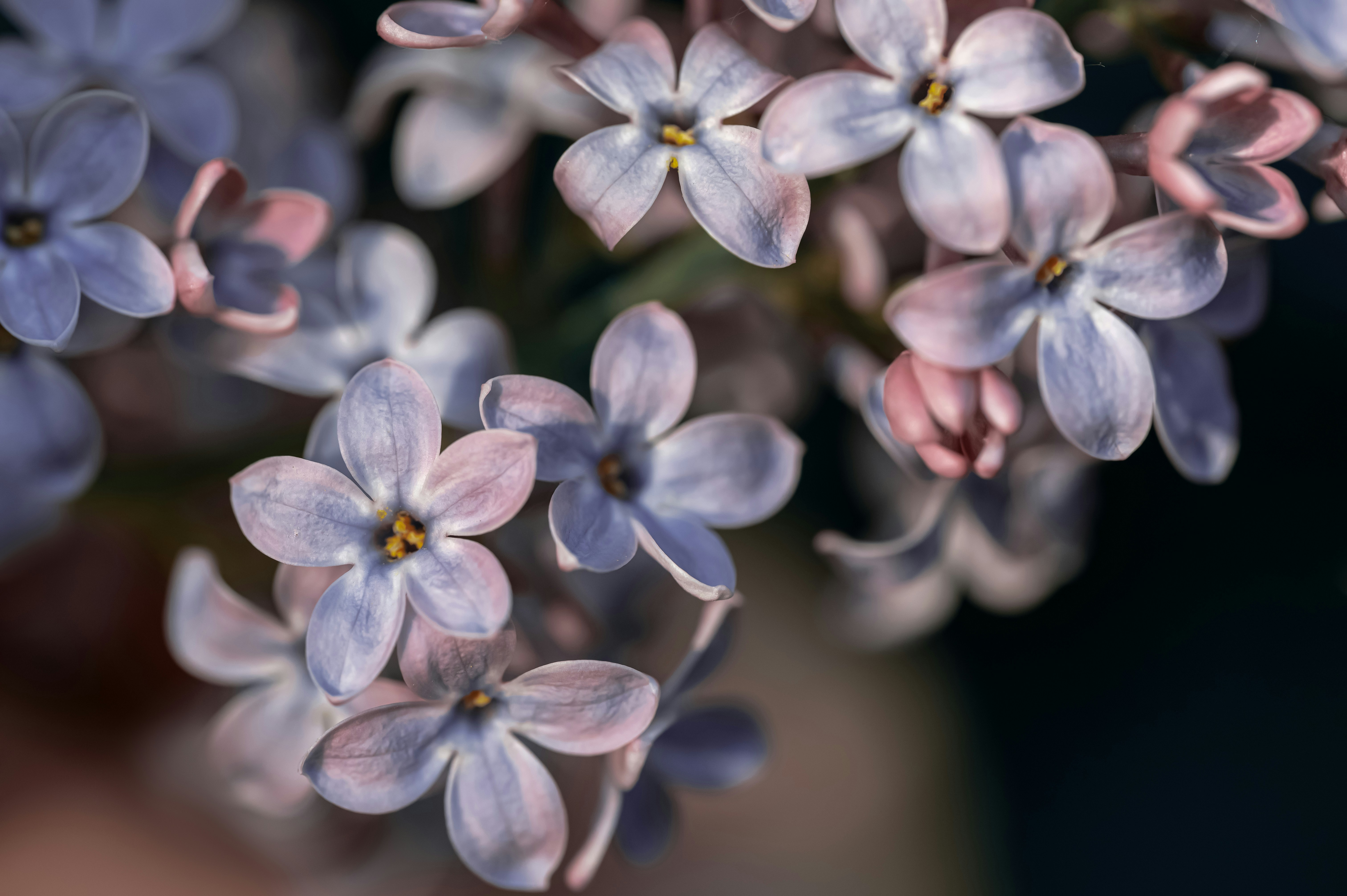 Whispers of Spring: A Floral Symphony