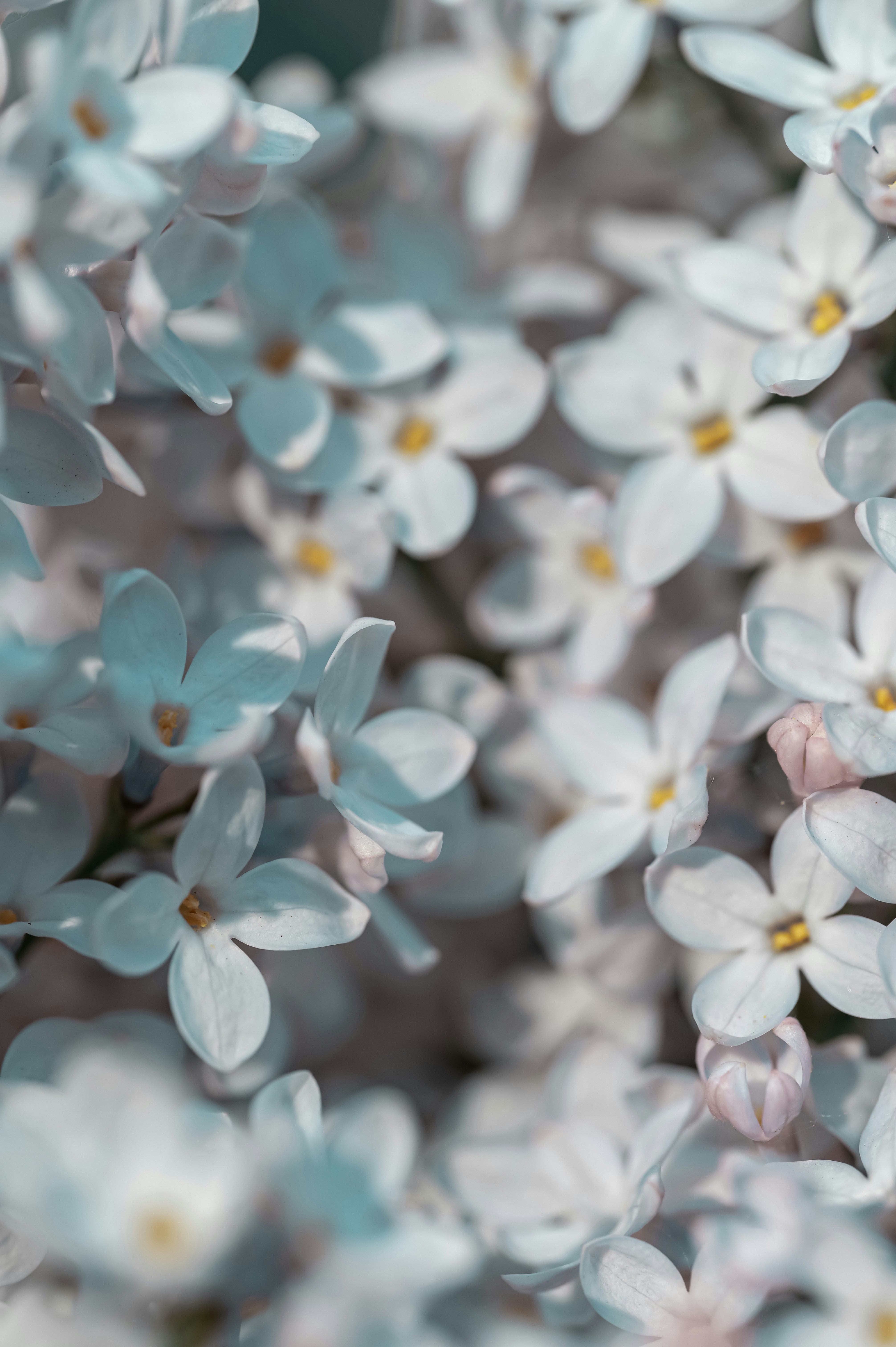 Whispers of Spring: A Floral Symphony