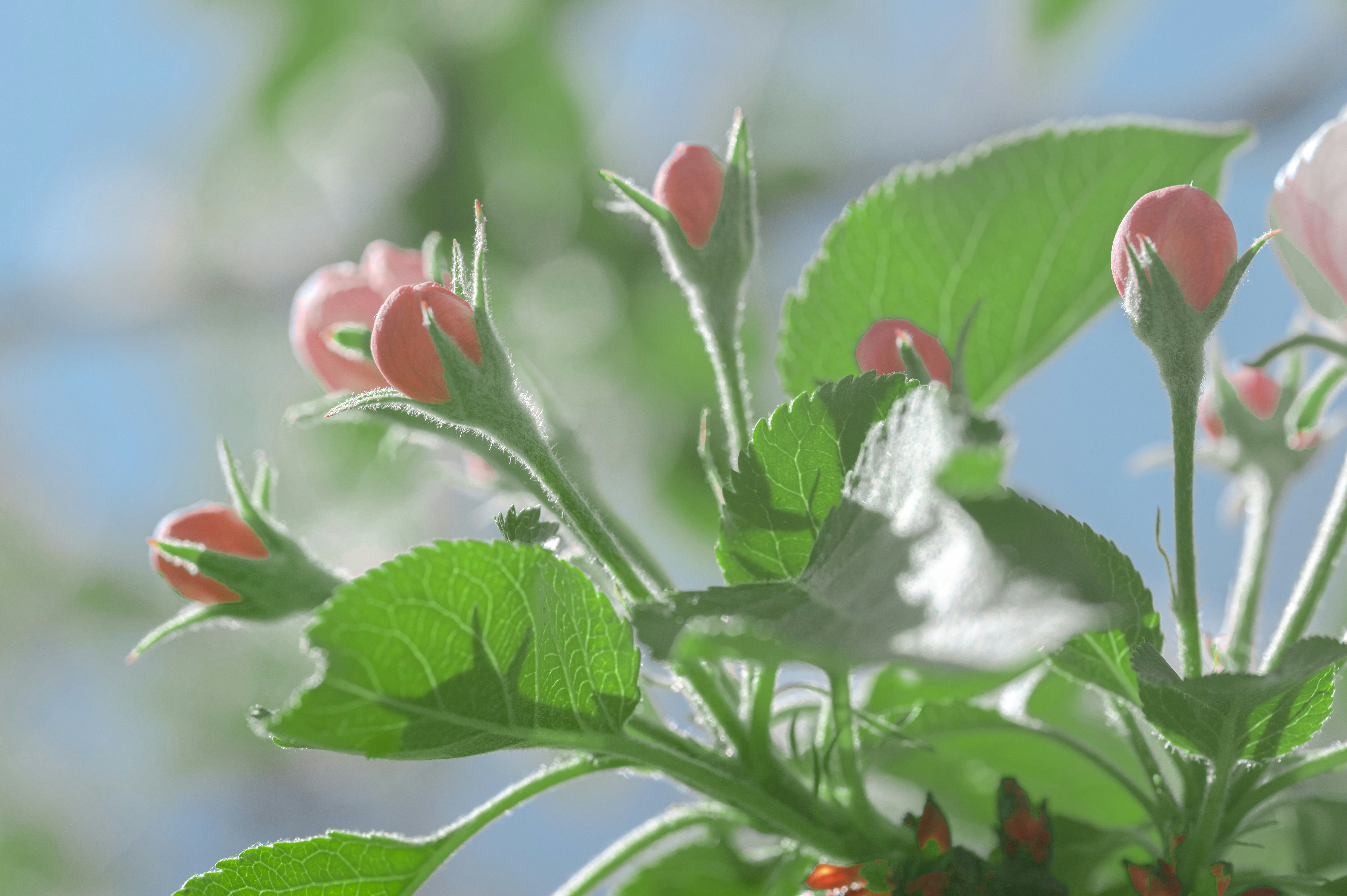 Whispers of Spring: Budding Life in Soft Light