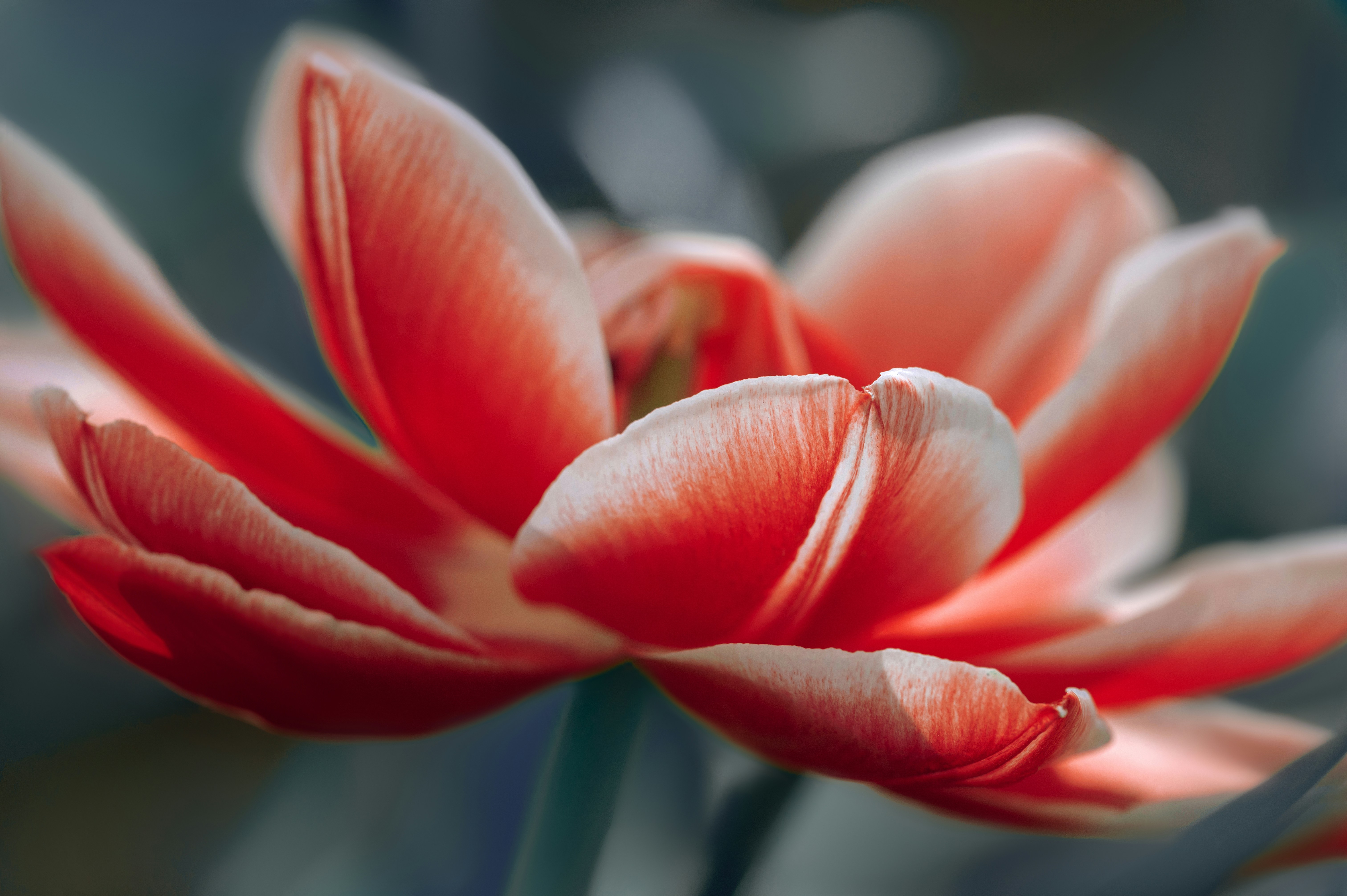 Whispers of Spring: A Tulip's Embrace