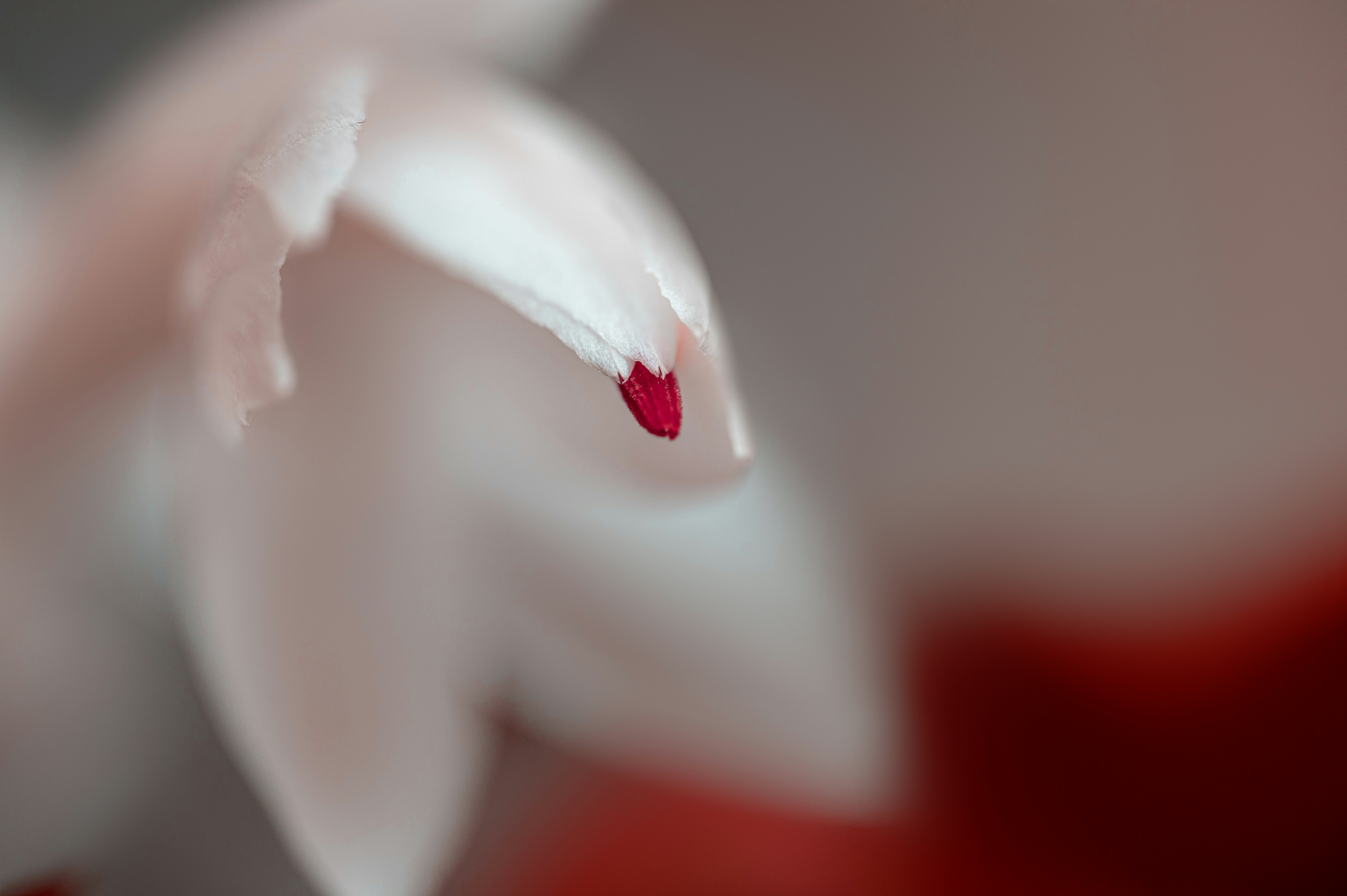 Delicate Whispers of Nature