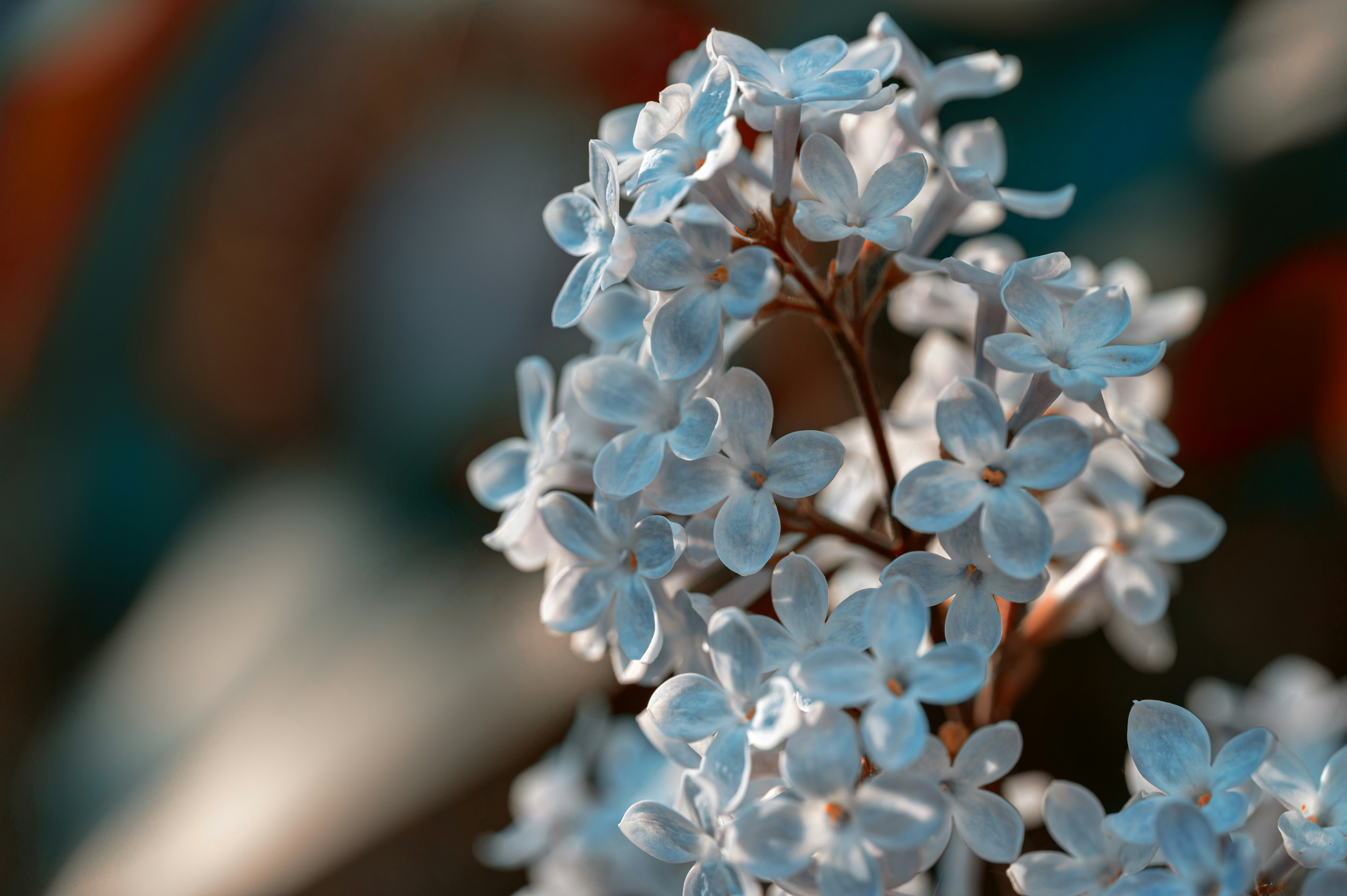 Soft Blue Hydrangea Cluster in Gentle Light