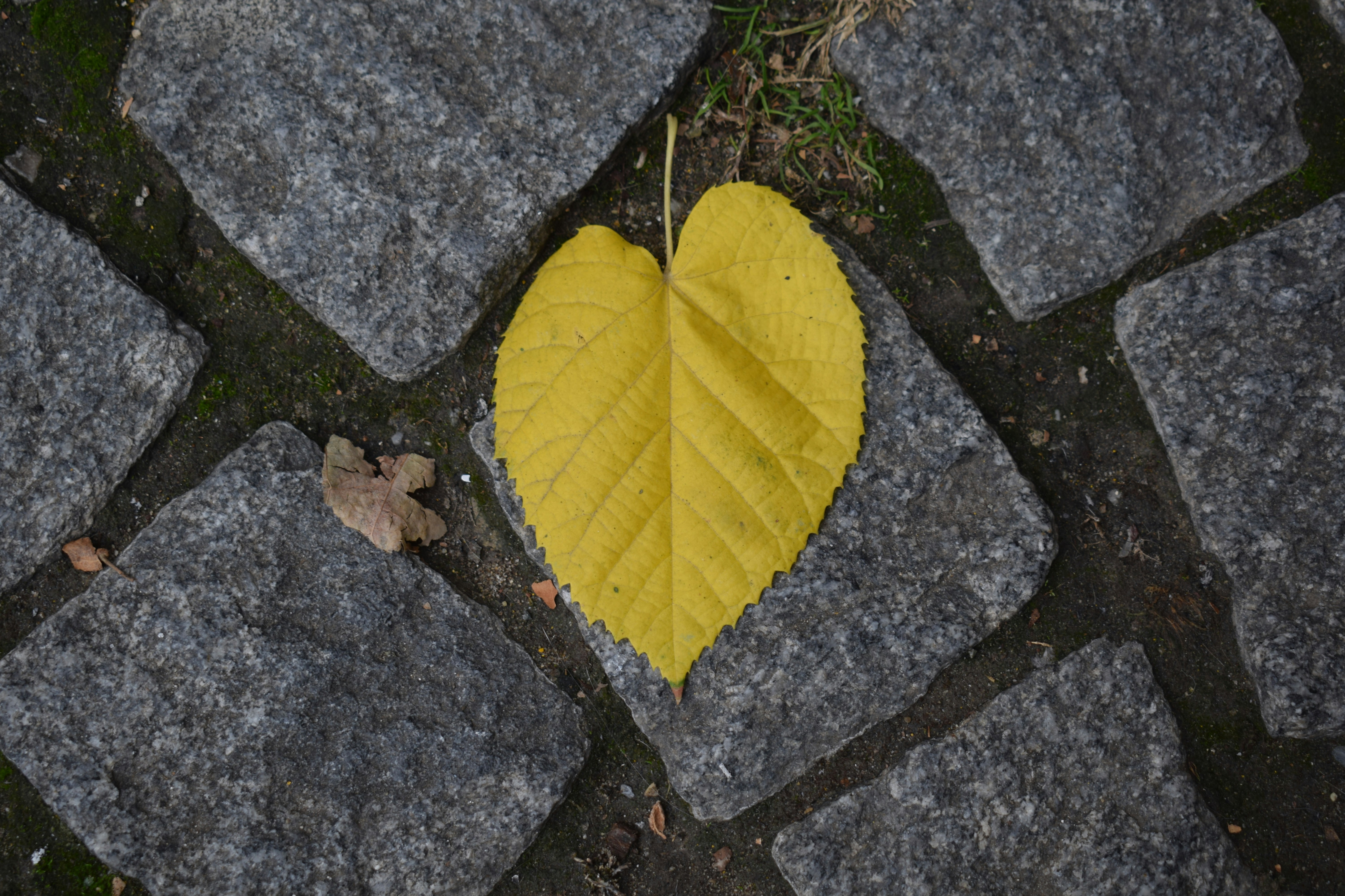A single yellow leaf rests on cobblestone path.