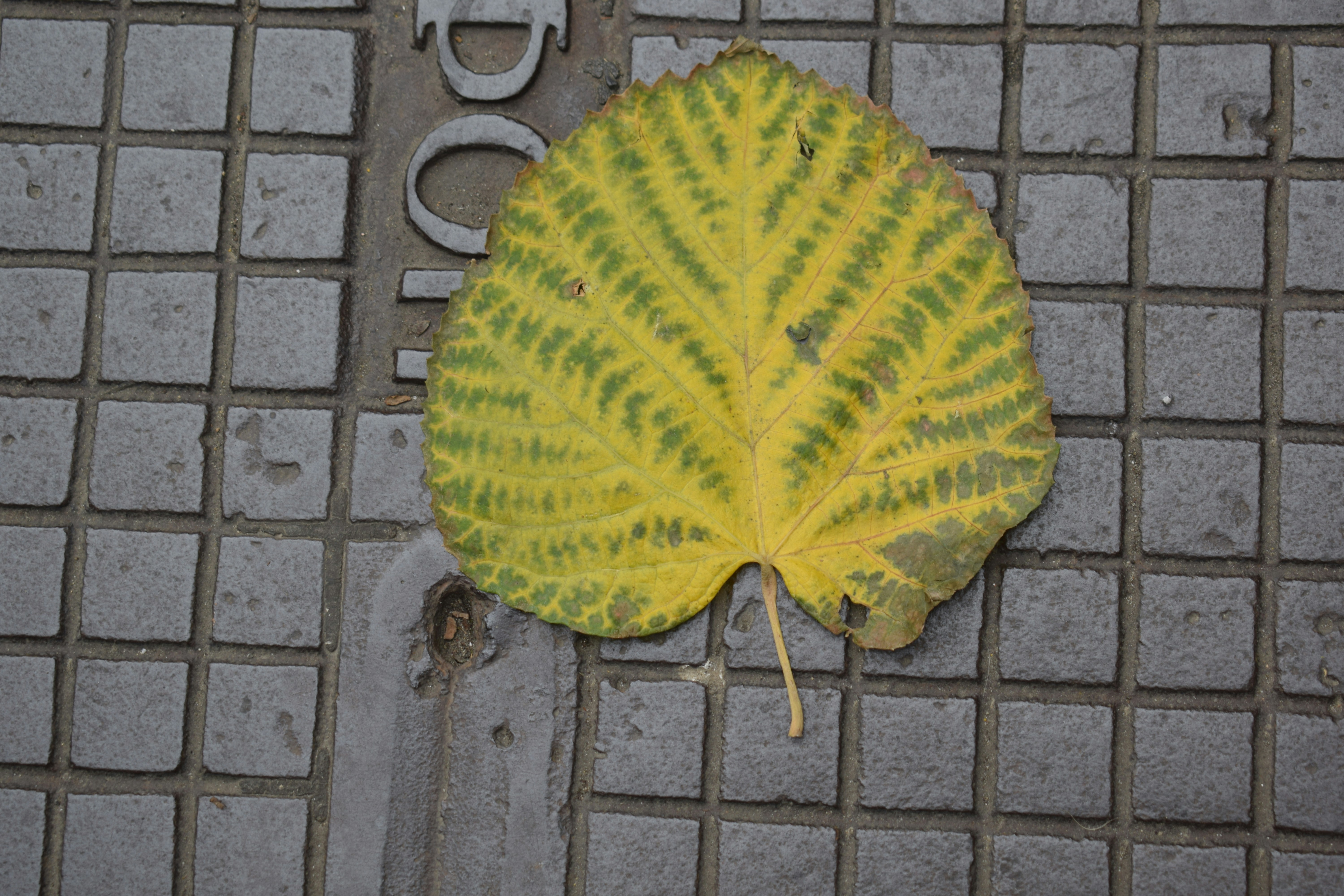 Nature's Mosaic: A Leaf's Journey