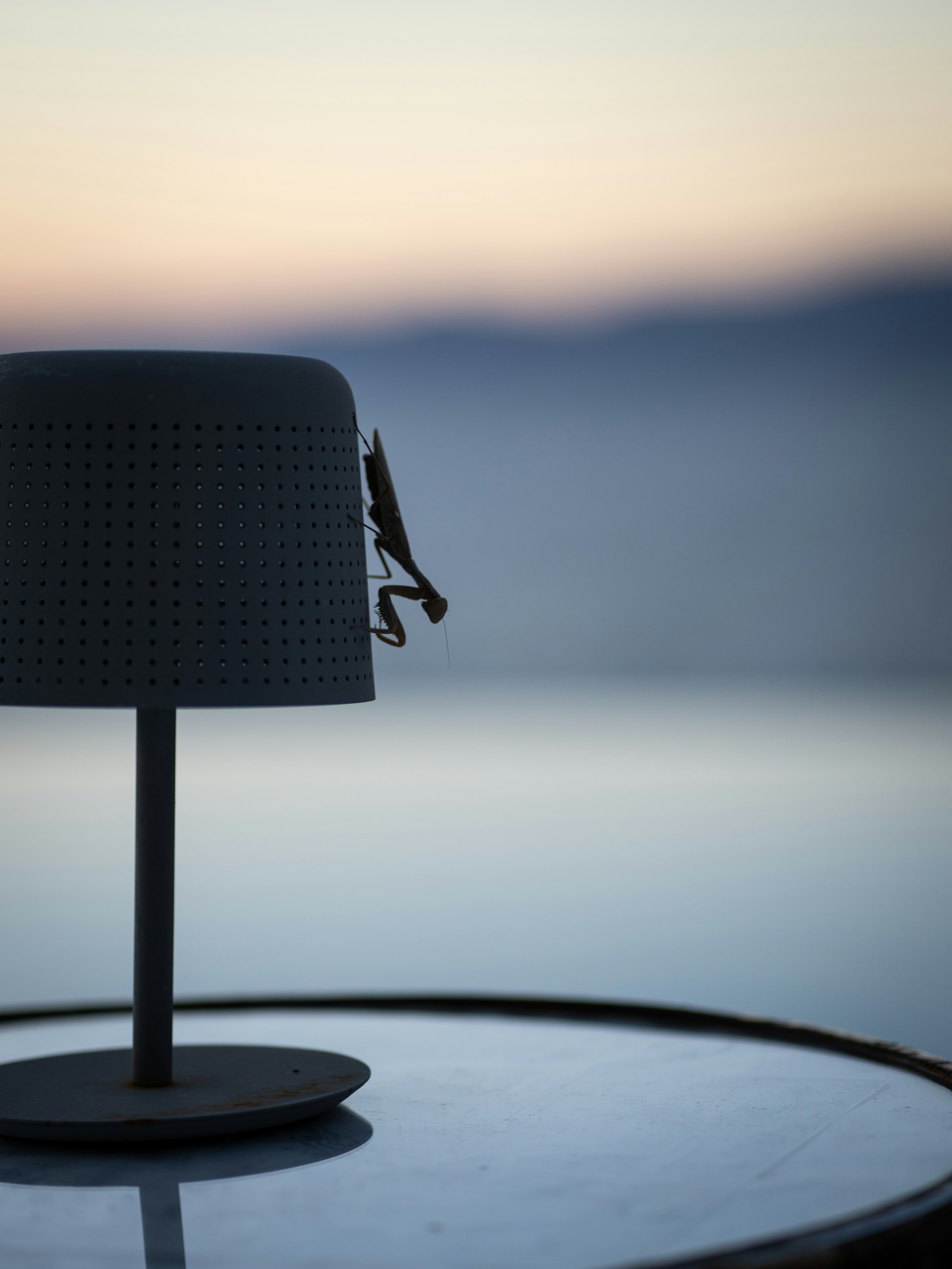 Whispers of Dusk: A Still Life Encounter