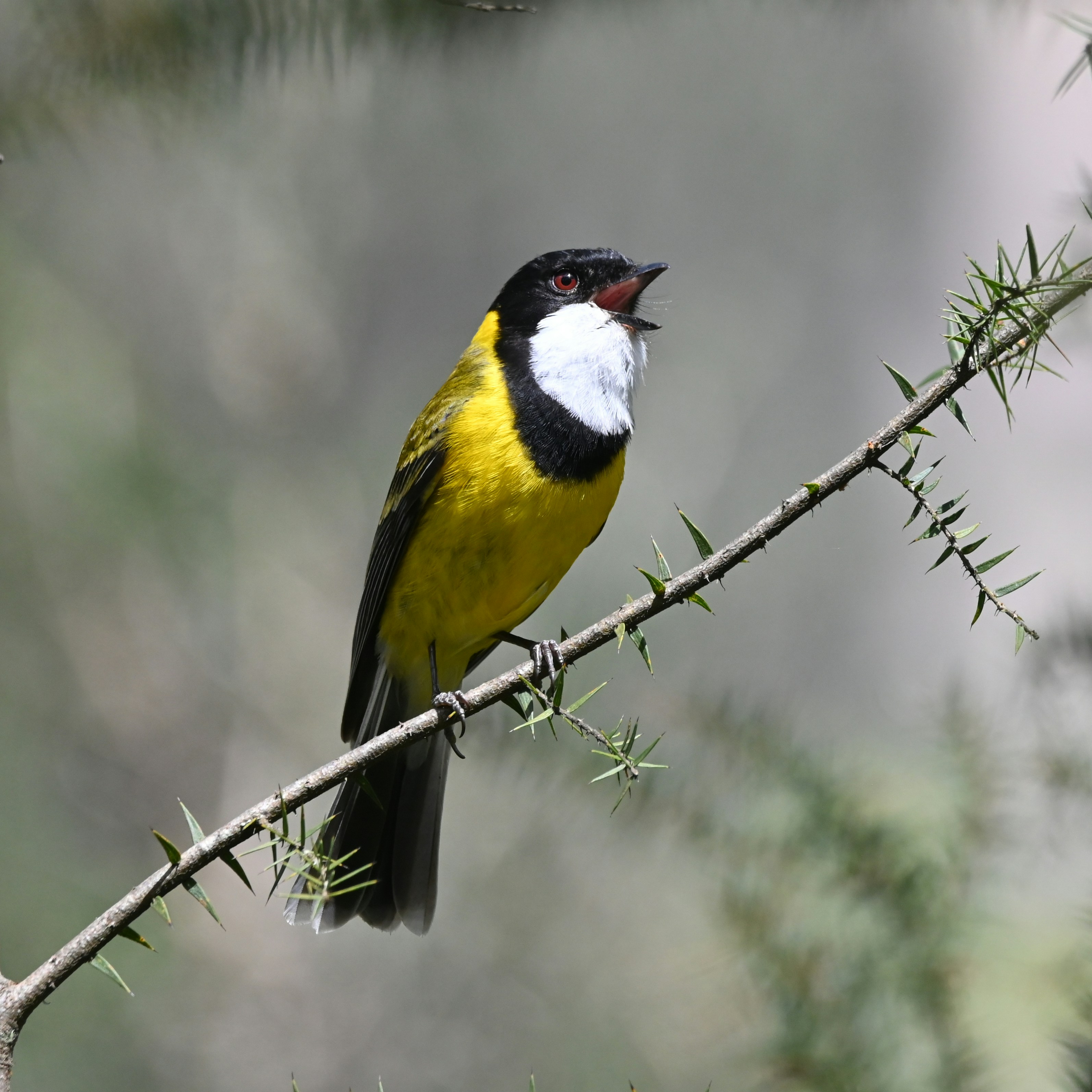 Male Golden whistler living up to his name. | A yellow bird with black and white markings sings.