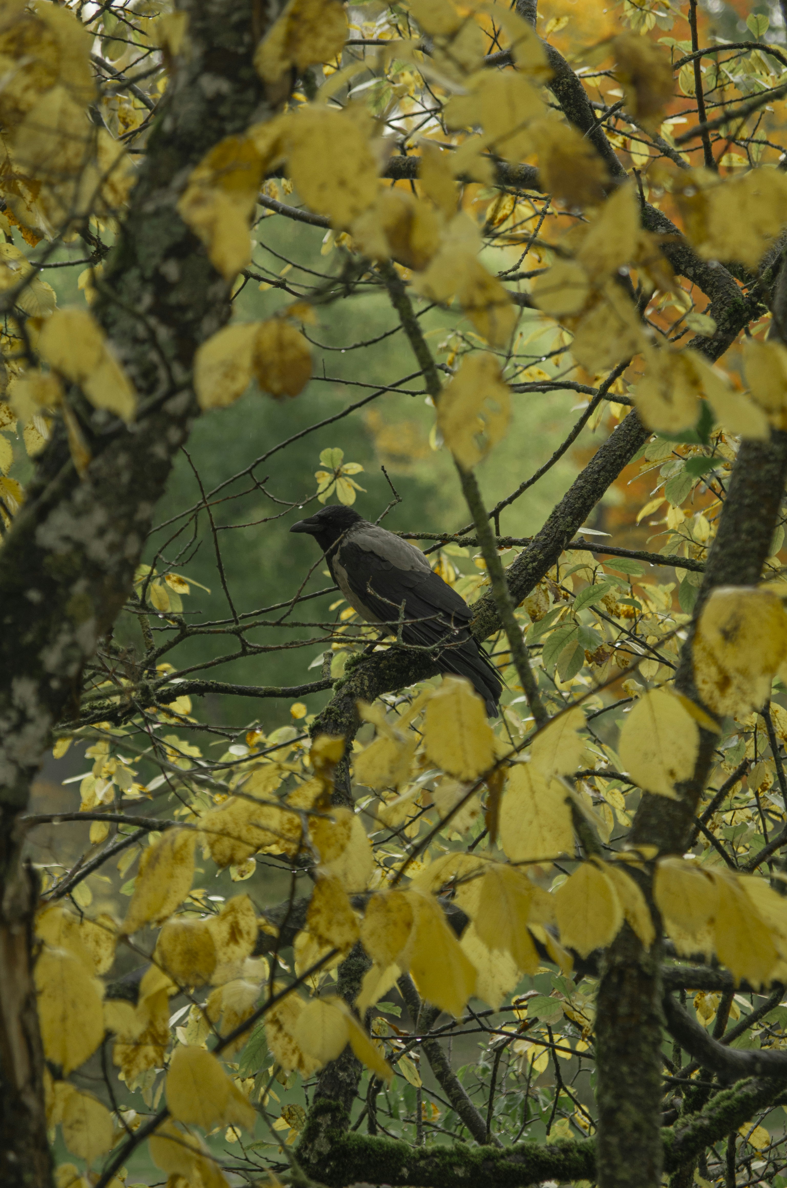 Autumn's Watchful Guardian