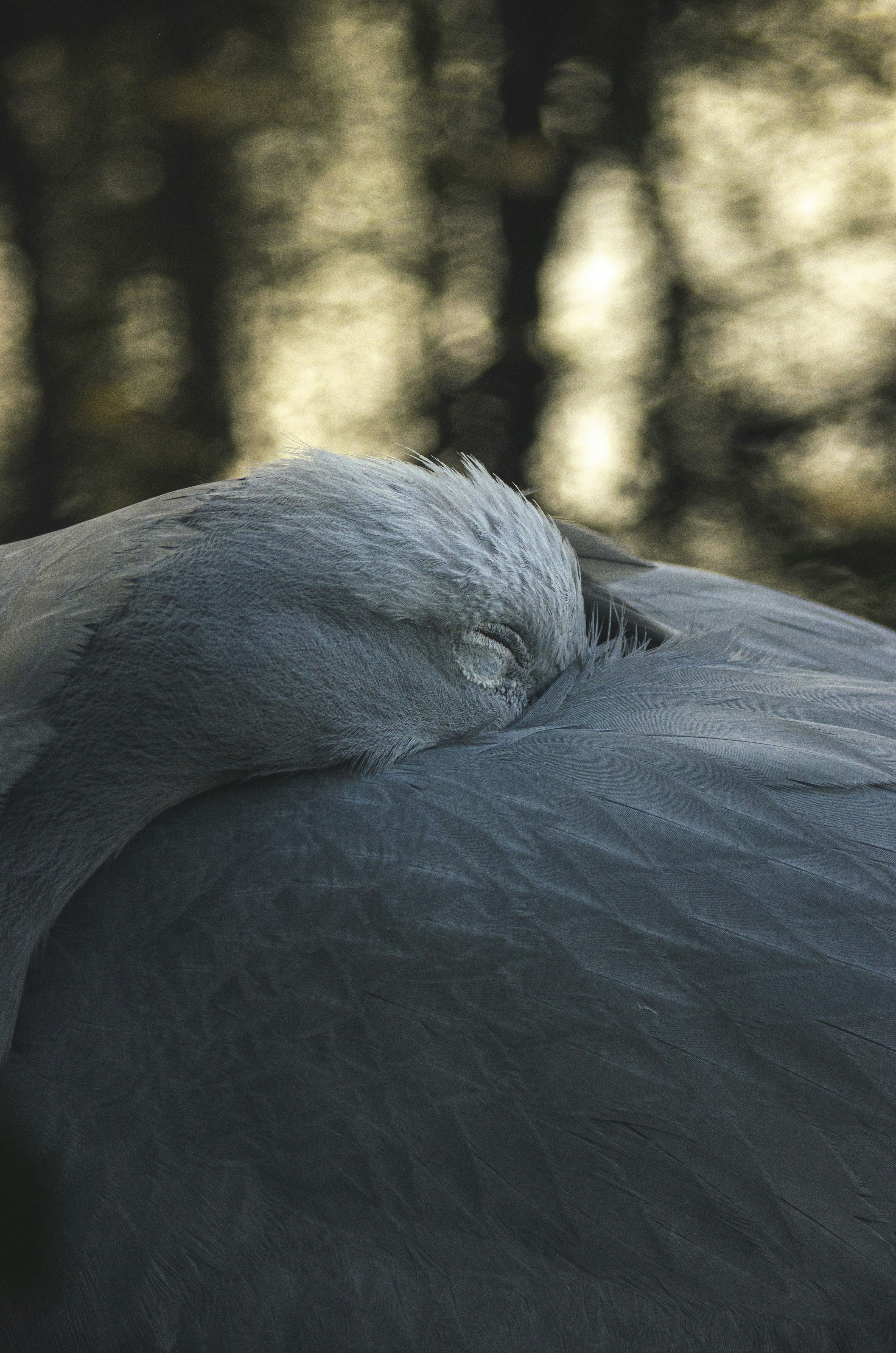 A light gray bird sleeping with its head tucked in.