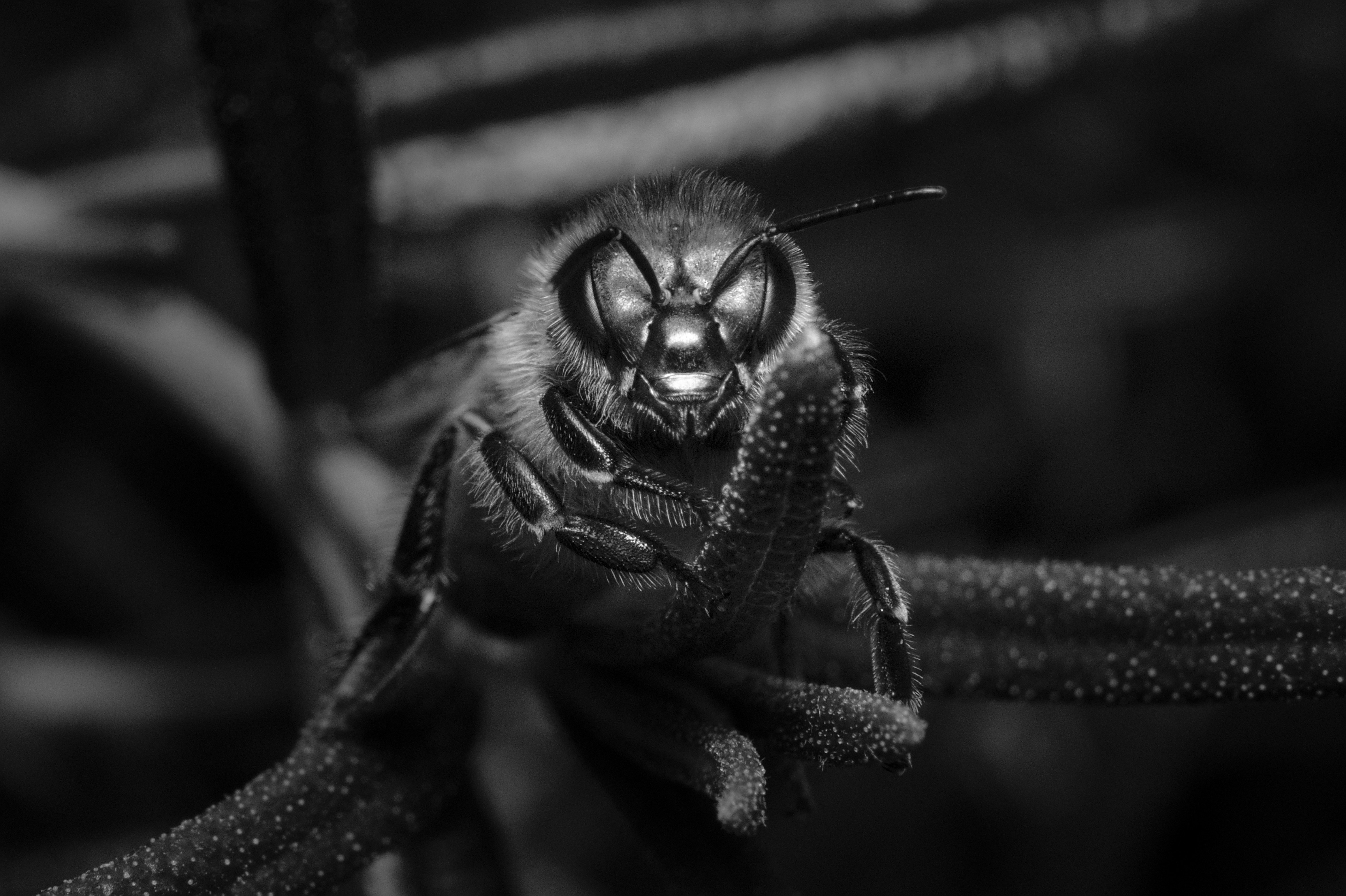 The Intrepid Pollinator: A Close Encounter