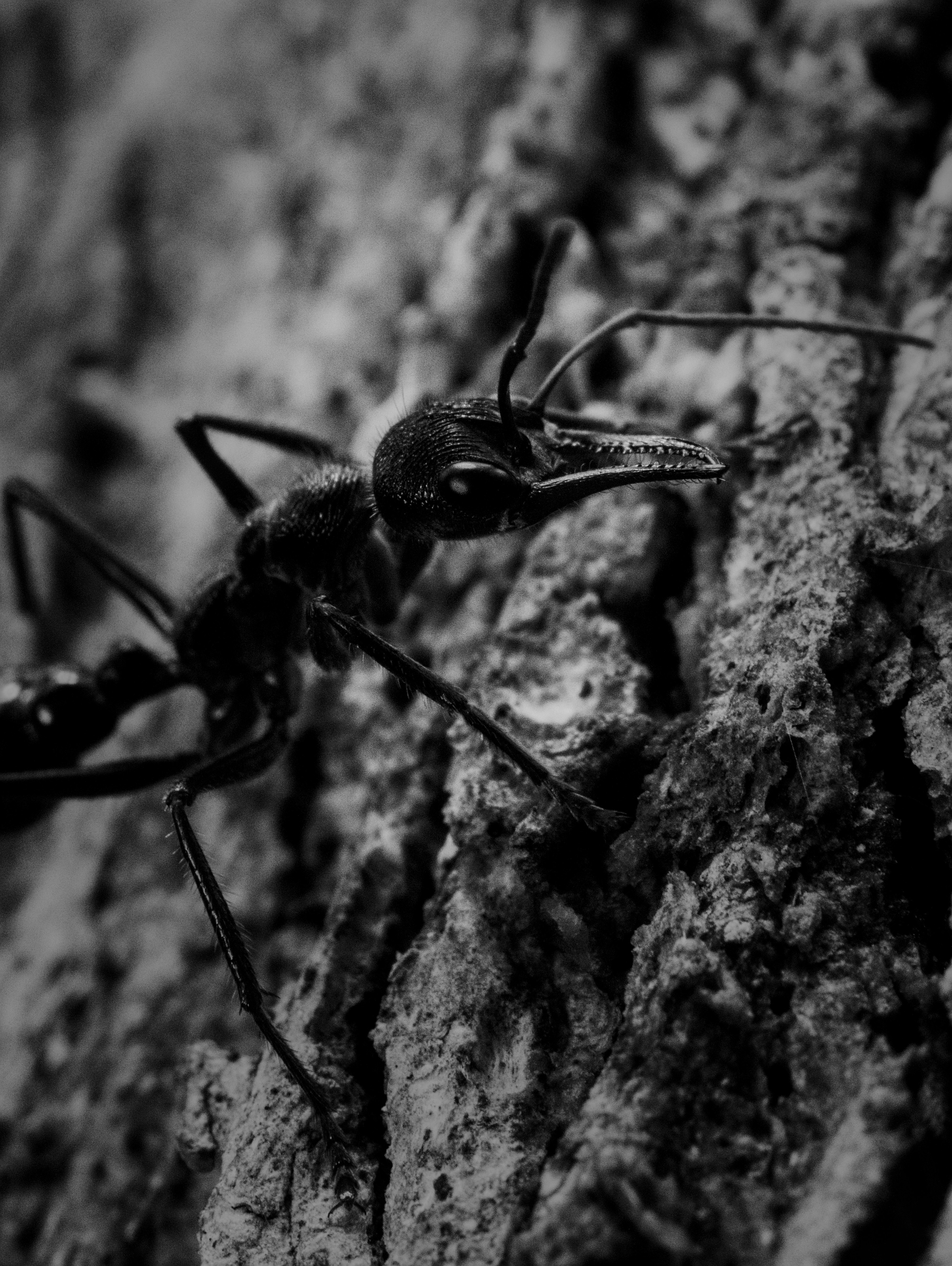 Nature's Intricate Architect: The Ant's Journey