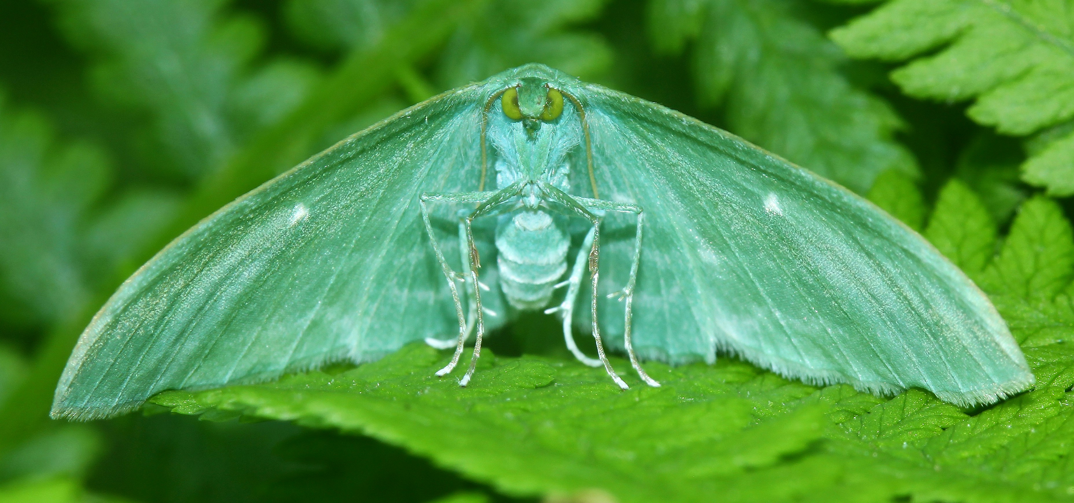 Emerald Elegance: The Green Moth's Poise