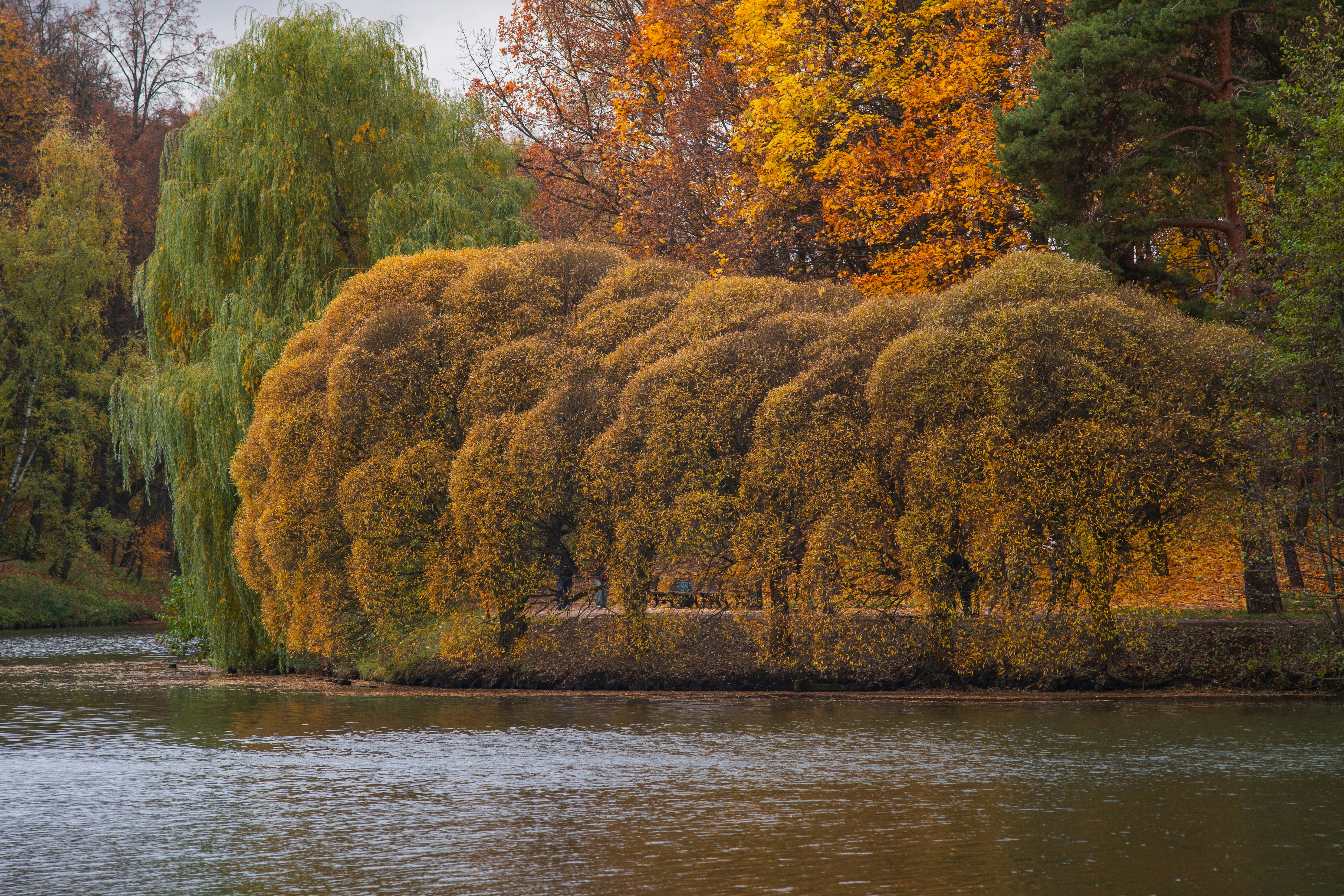 Golden Canopy Reflections