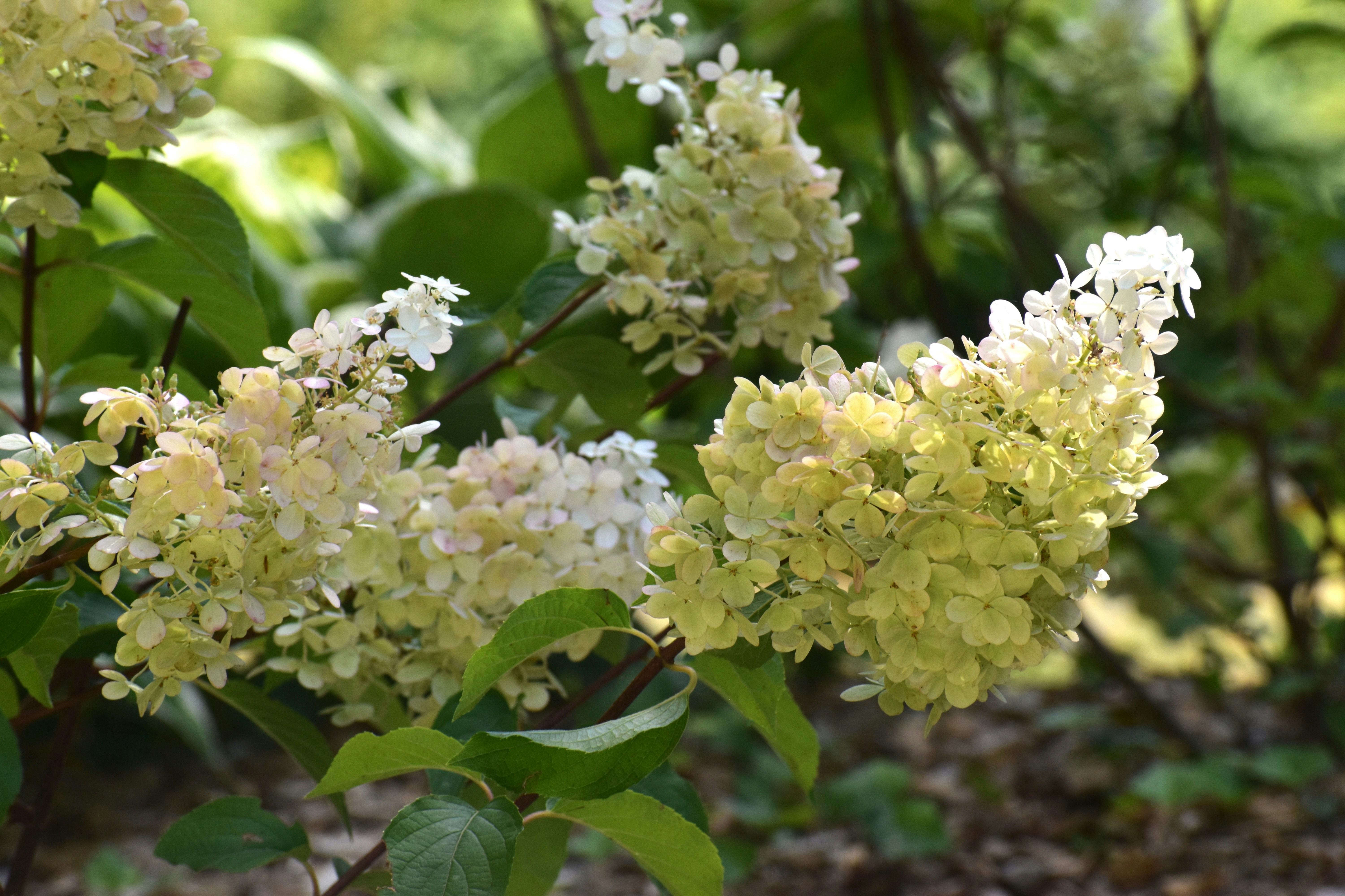 White Hyacinth | Pale yellow hydrangeas bloom on a green bush.
