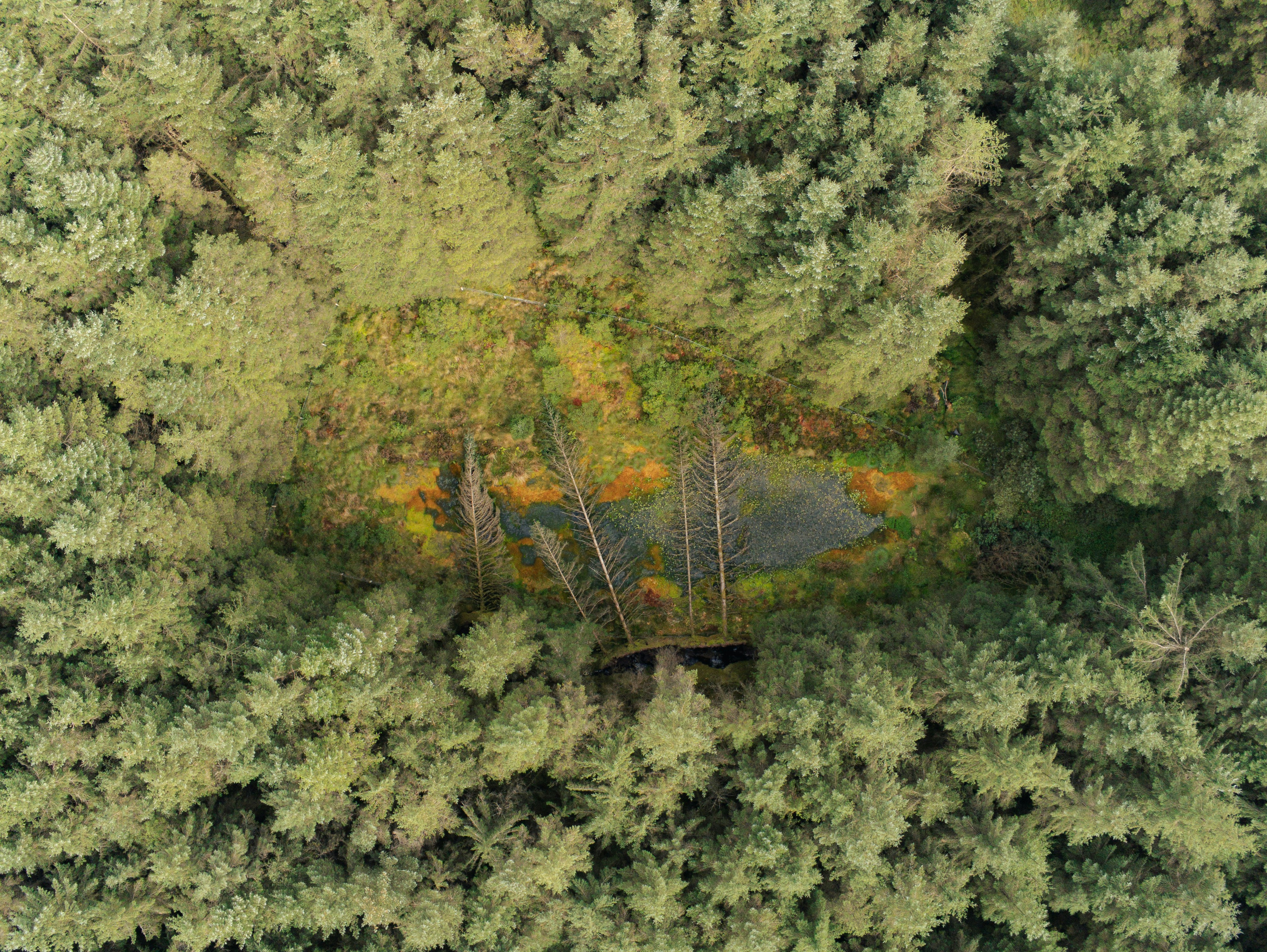 A top-down view of a couple fallen trees in a forest | Aerial view of a clearing in a dense forest.