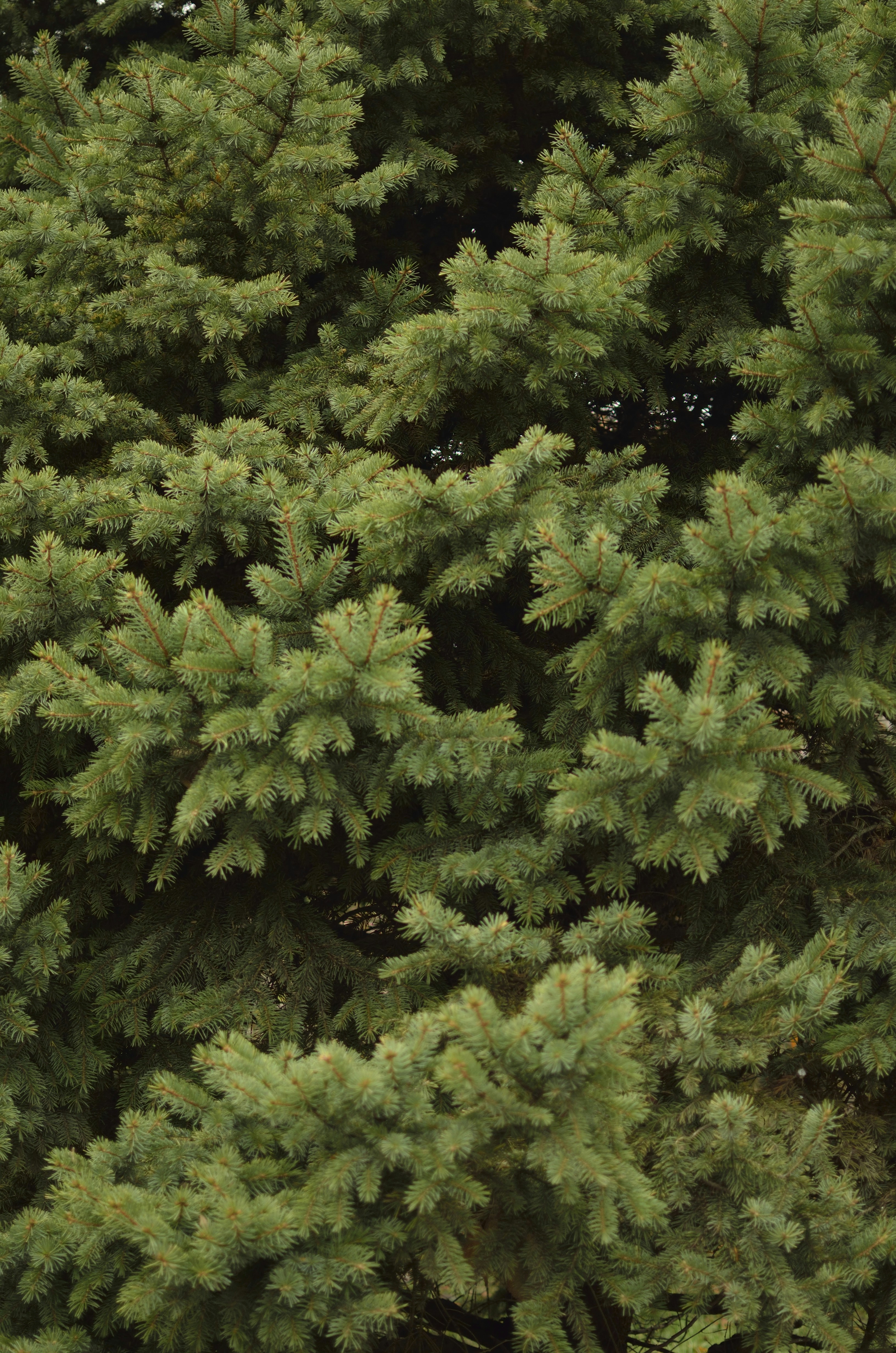 Emerald Canopy: A Tapestry of Evergreen