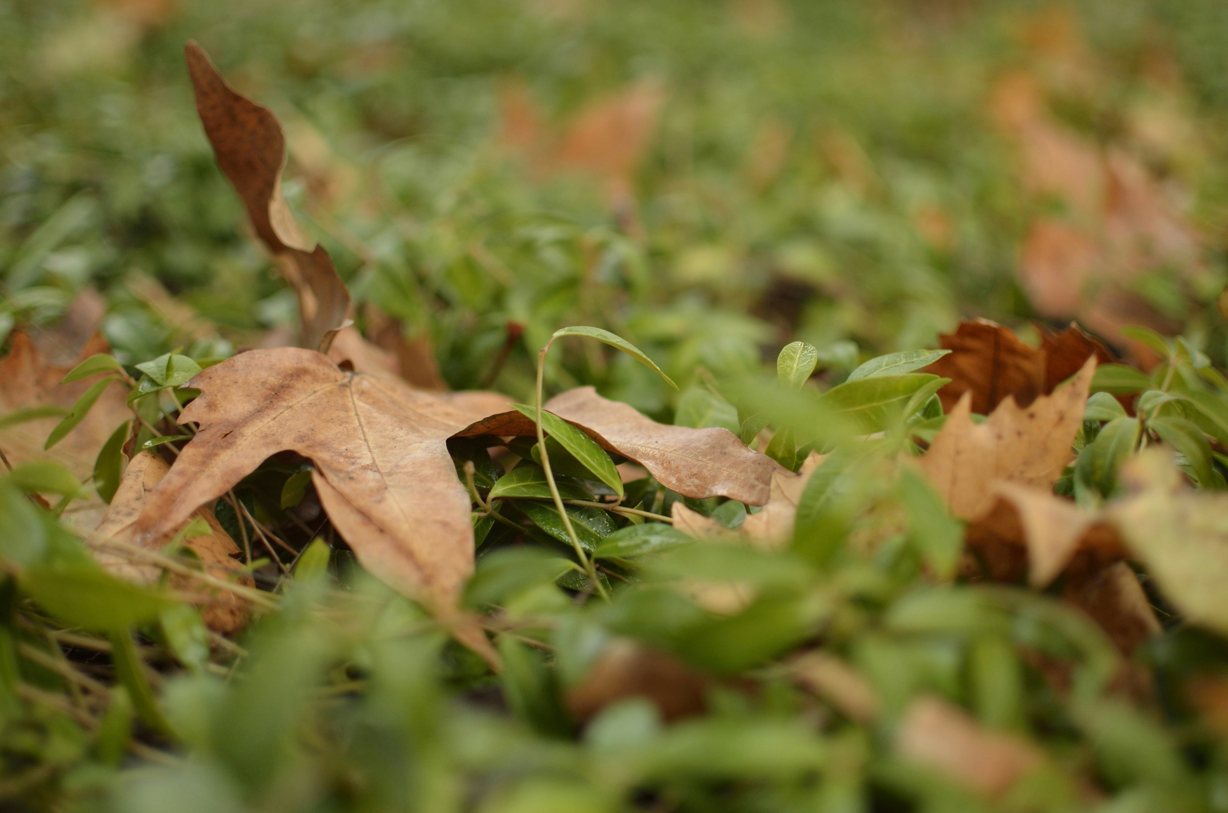 Fallen autumn leaves on green grass