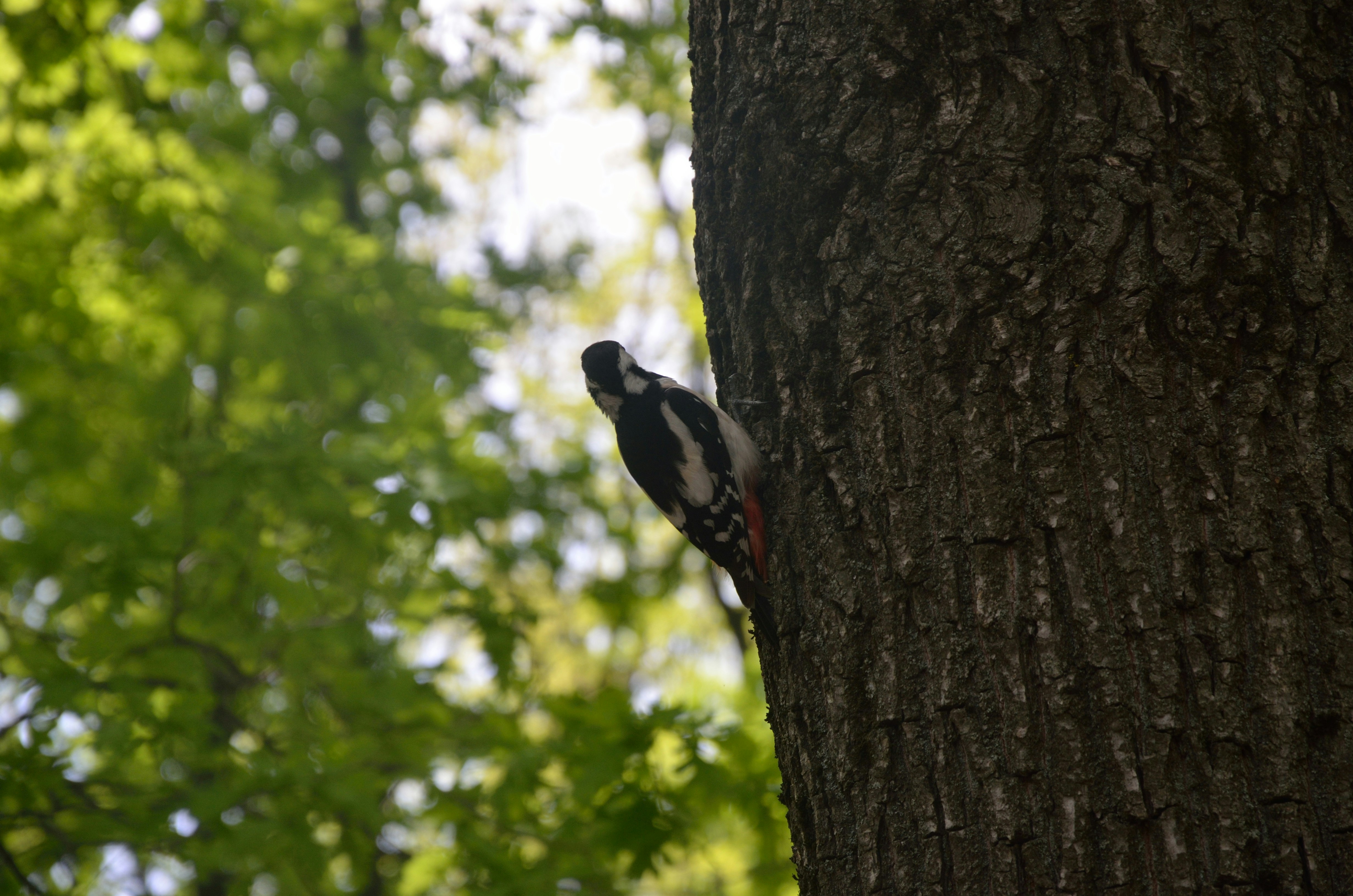 A woodpecker clings to a tree trunk.