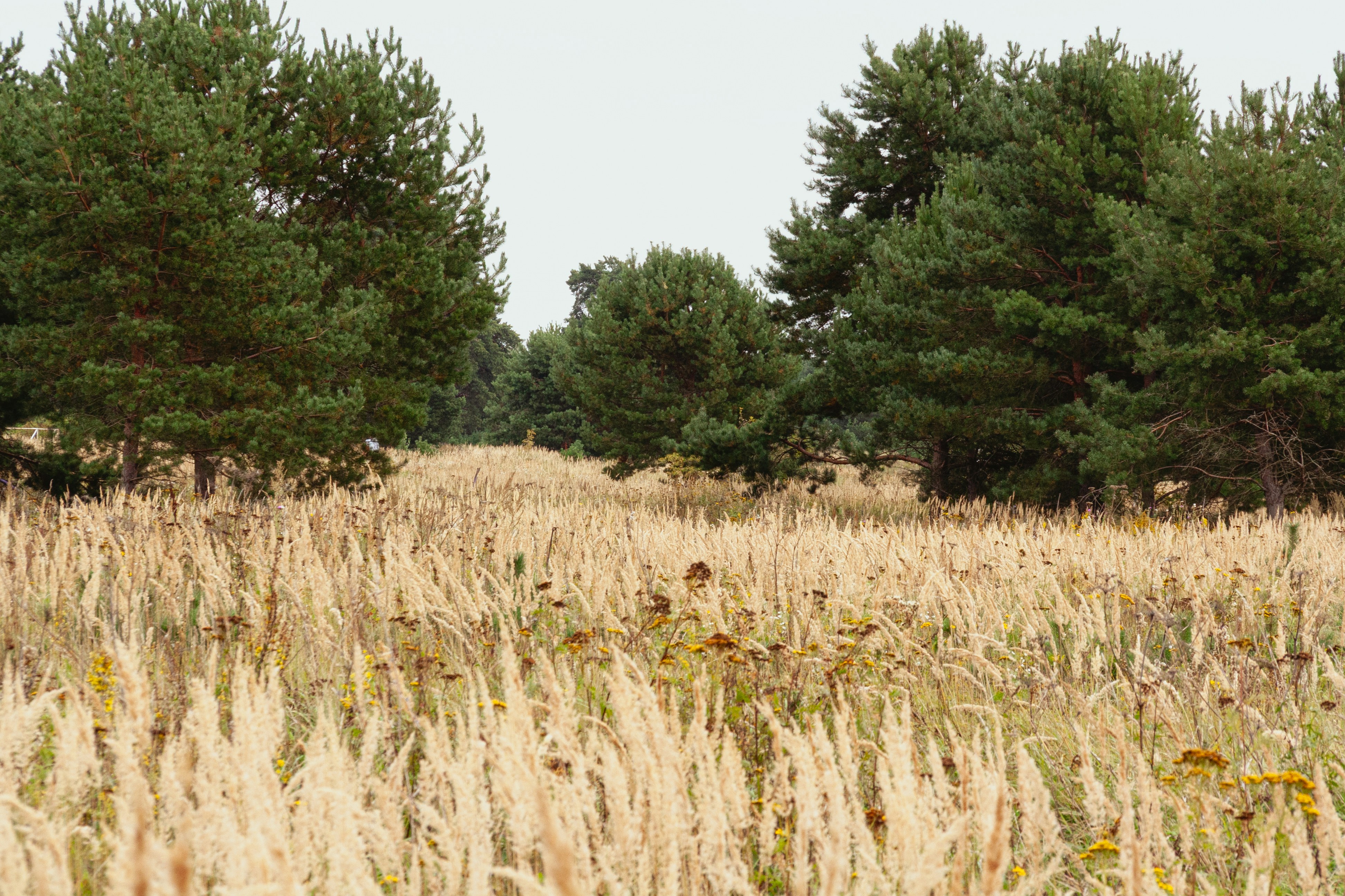 Tall dry grass in a forest clearing