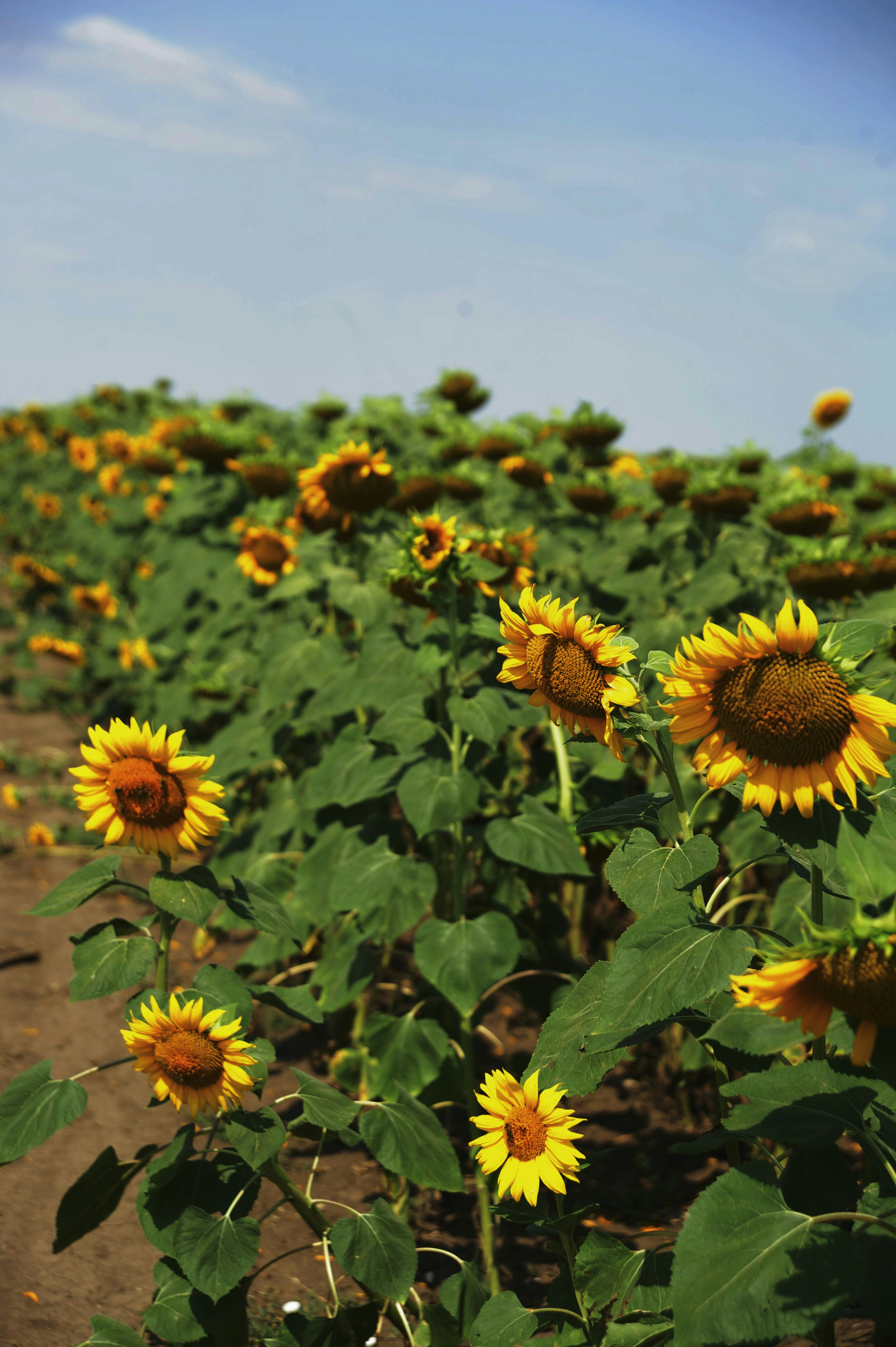 walking around the village in rural Bulgaria, fields of sunflowers, maze and harvested wheat and barley. the sun is hot and the skies blue. | A field of sunflowers under a clear blue sky.