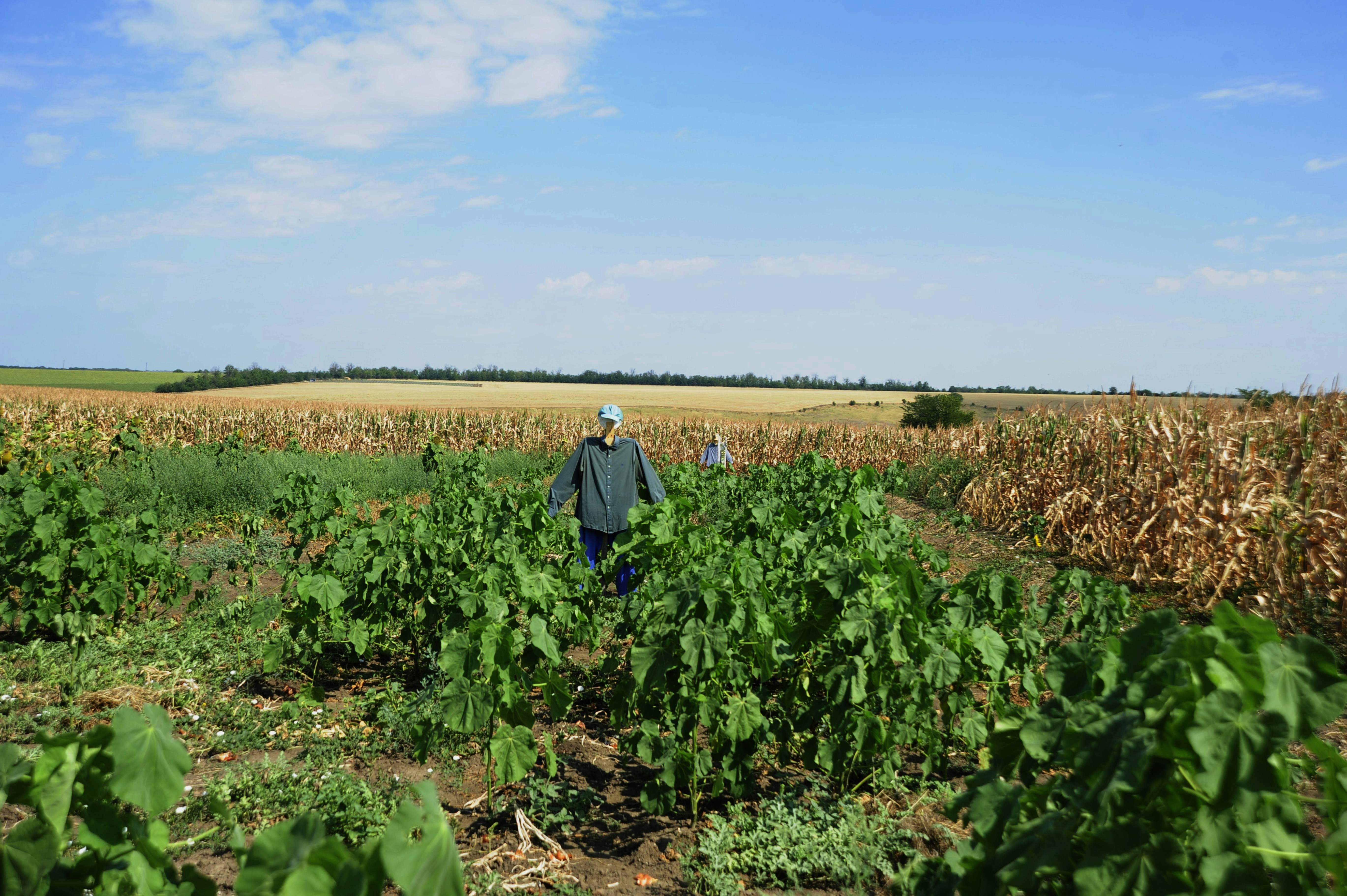walking around the village in rural Bulgaria, Scarecrows in the village allotments. the allotment land moves around the fields each year. they are set amongst fields of sunflowers, maze and harvested wheat and barley. the sun is hot and the skies blue. | Scarecrow in a field of crops under a blue sky