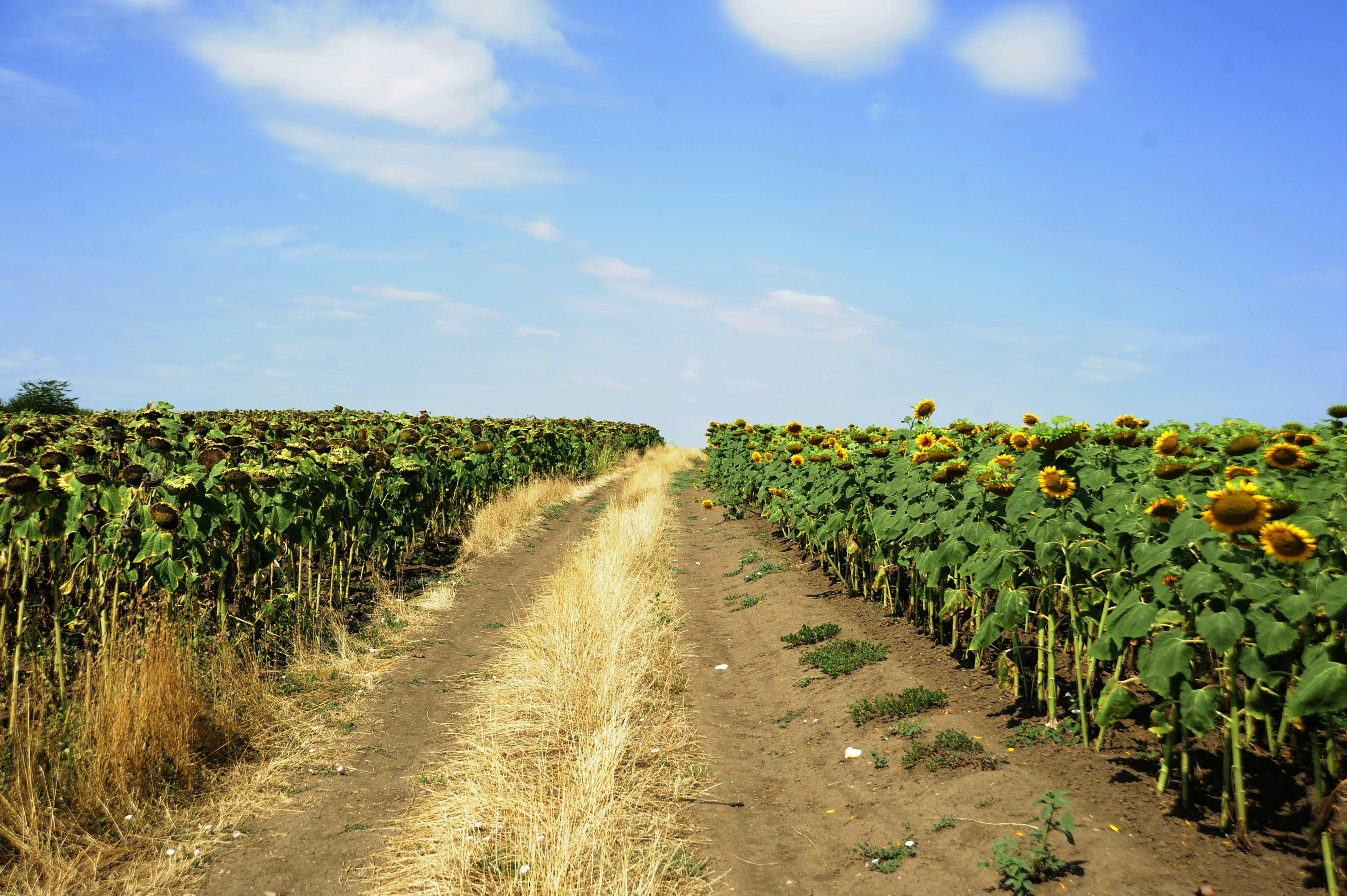 walking around the village in rural Bulgaria, fields of sunflowers, maze and harvested wheat and barley. the sun is hot and the skies blue. | Dirt road through a sunflower field under blue sky