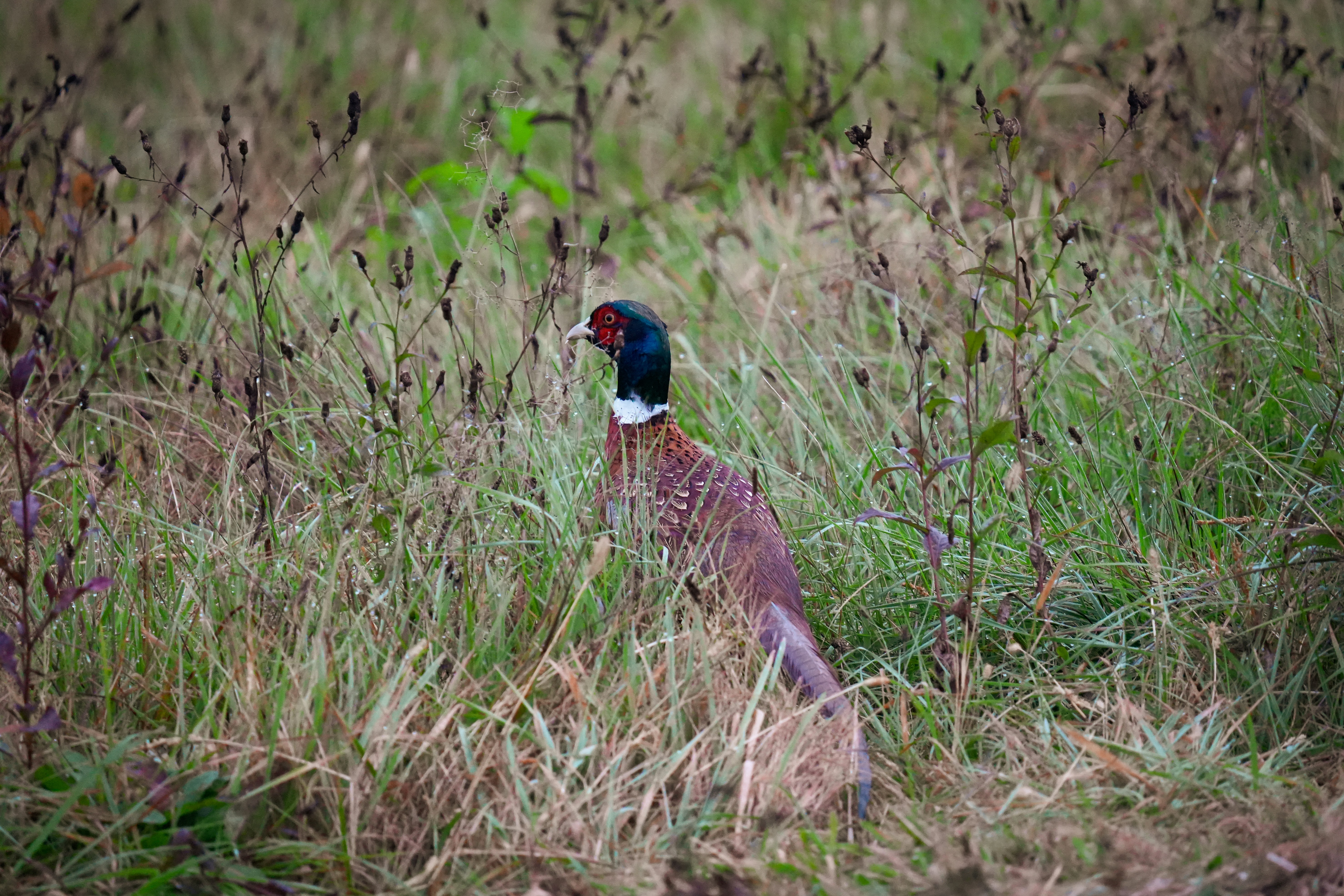 A pheasant stands in tall, dry grass.
