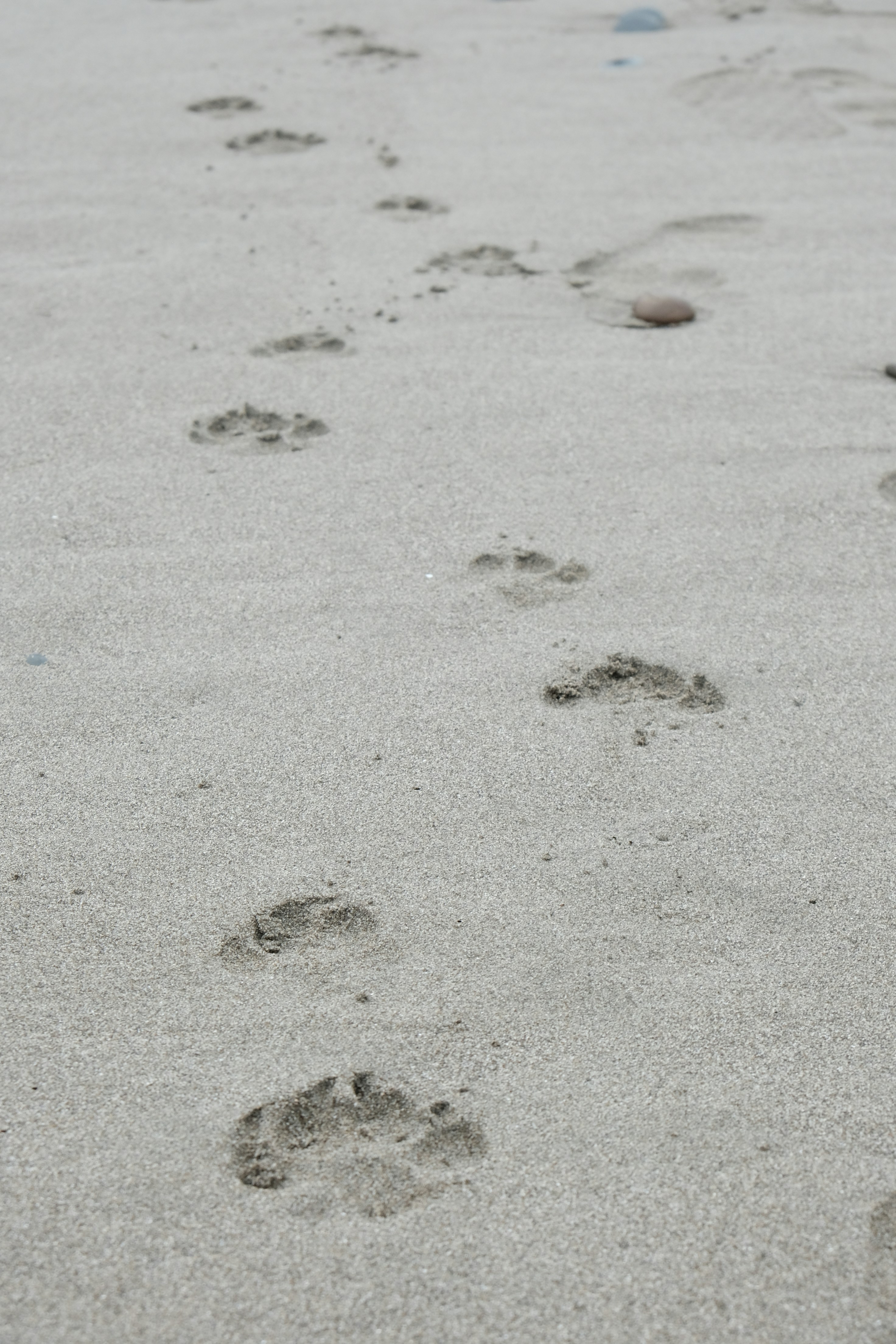 Paw prints trail across a sandy beach.