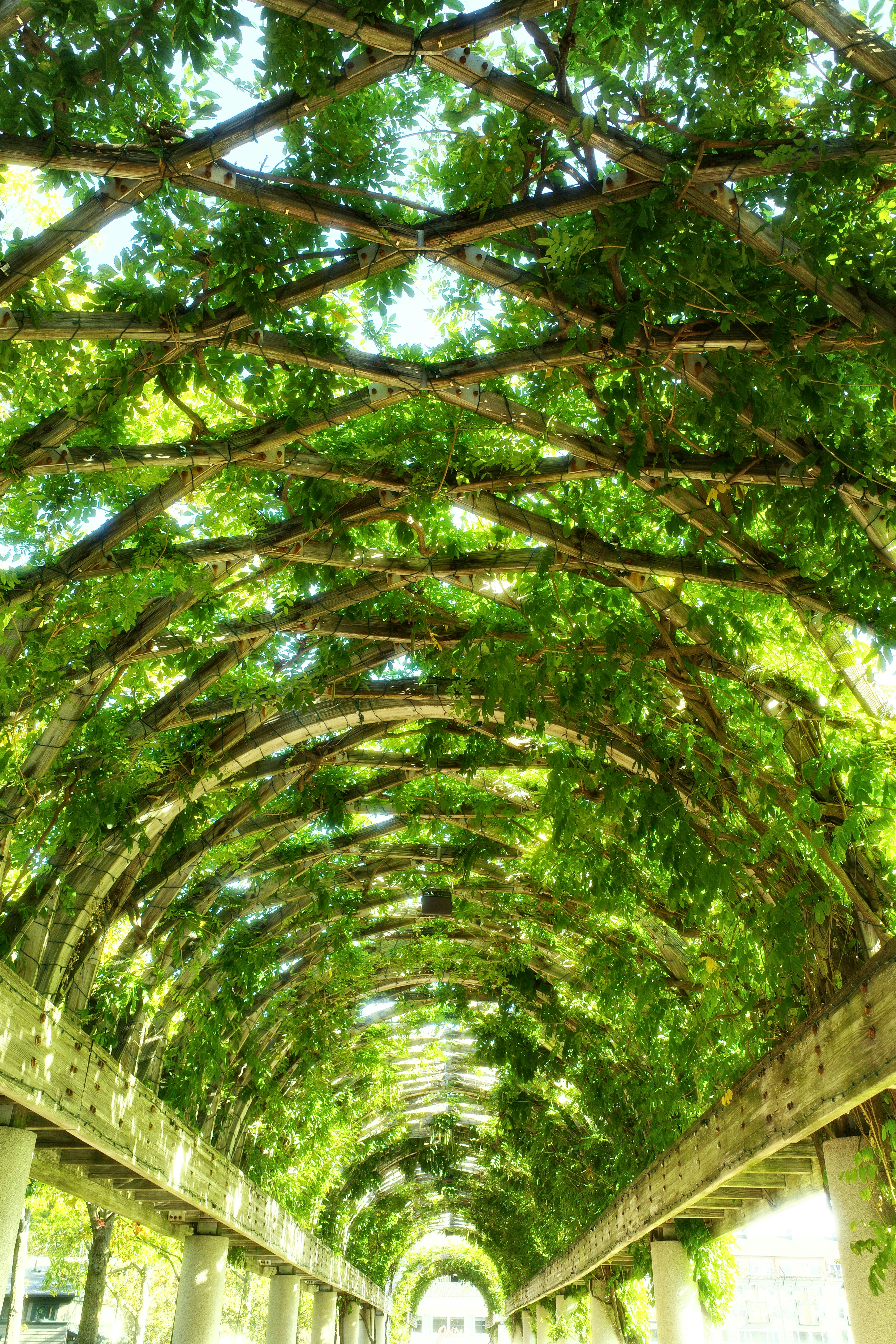 Green leafy archway with wooden structure overhead.