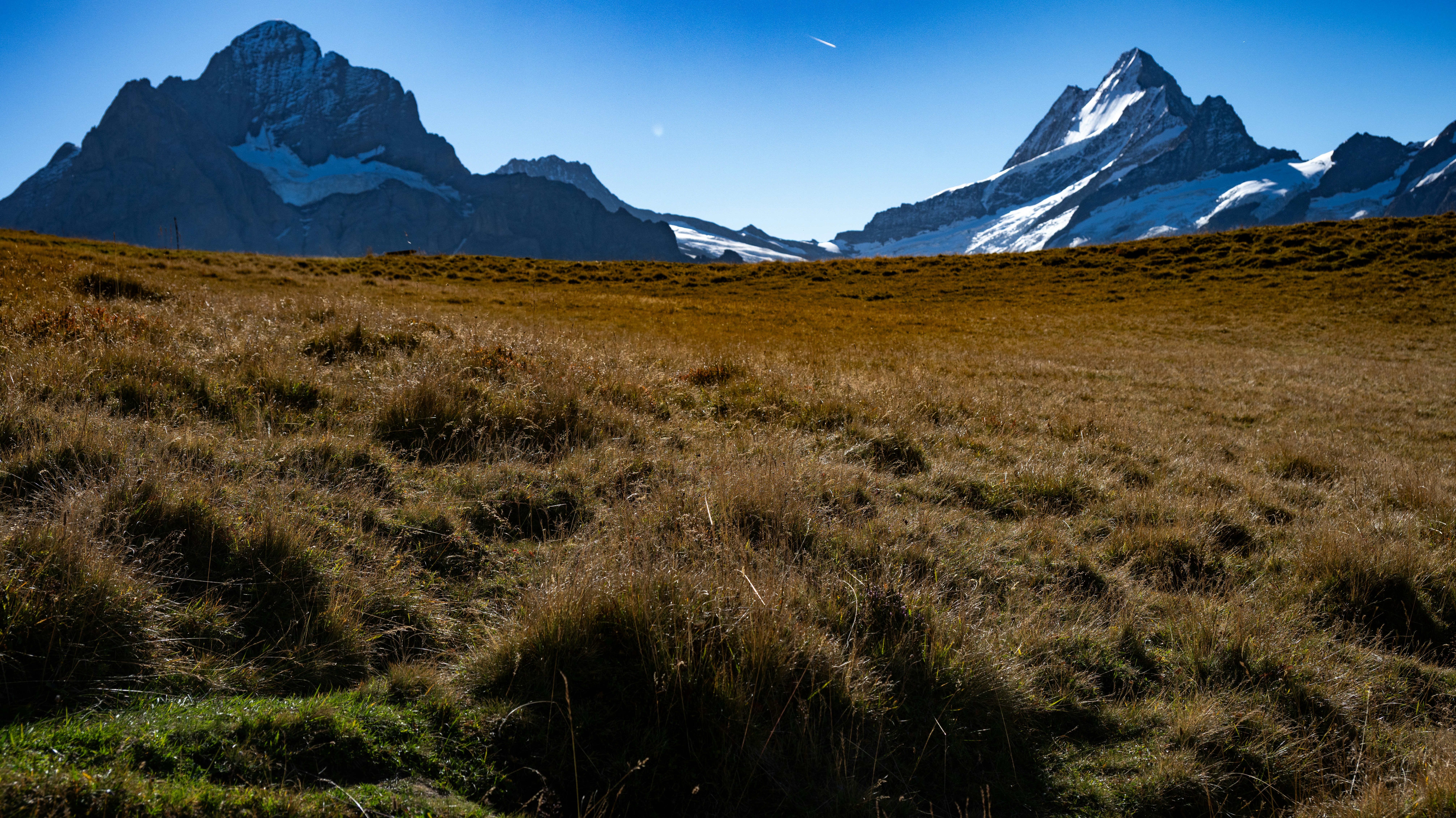 Whispers of the Alpine Wilderness