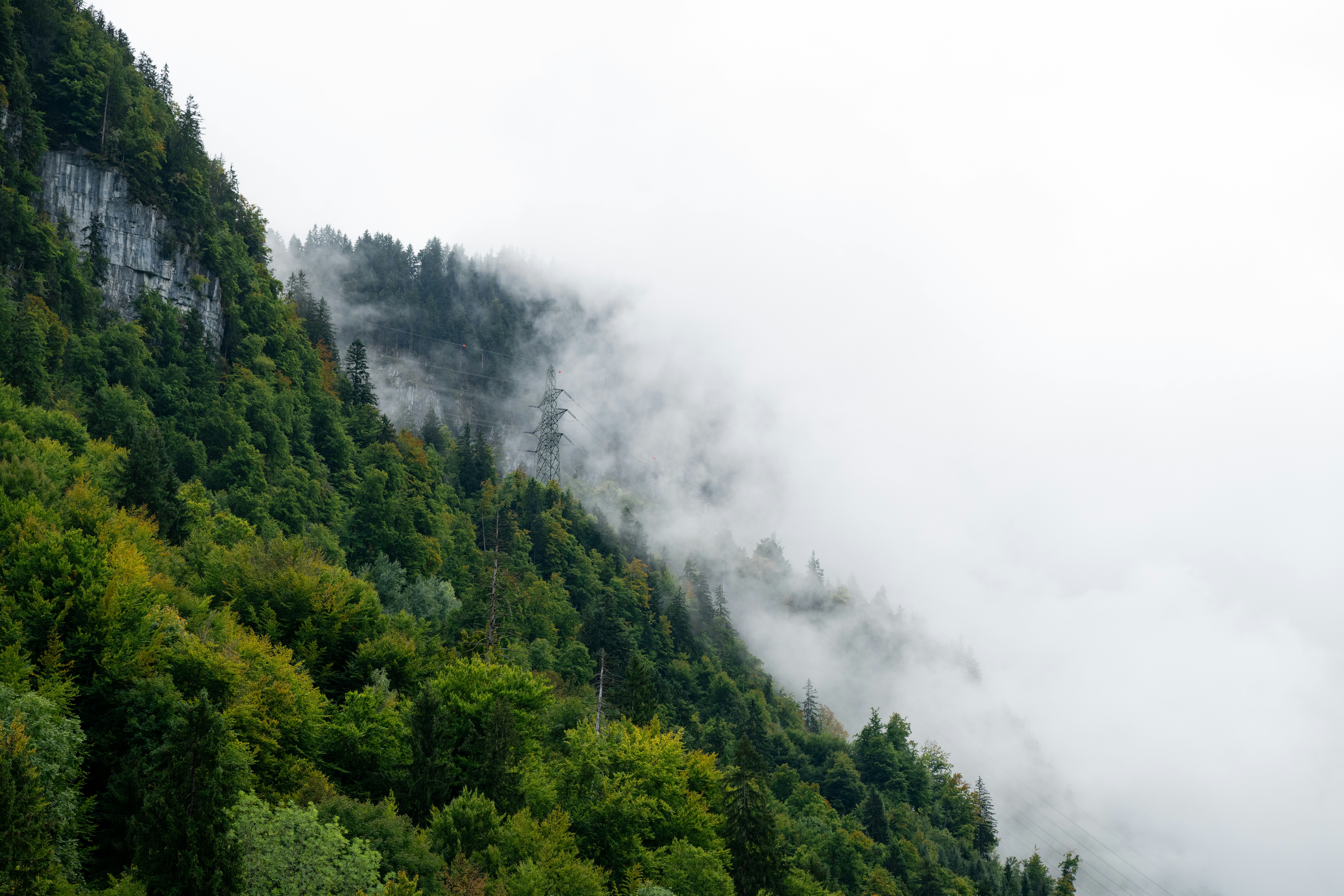 Misty forest on a steep mountainside