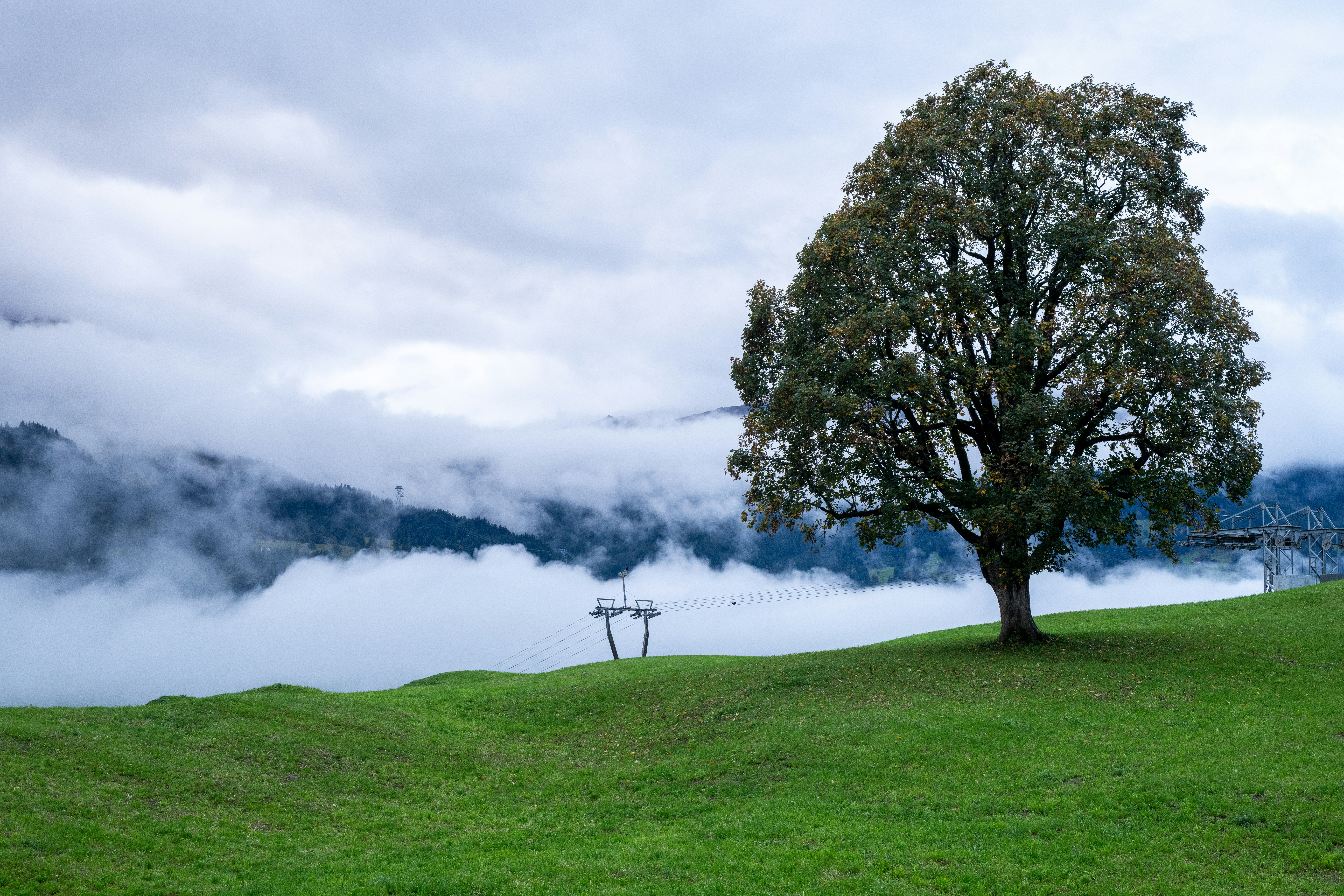 Solitary Sentinel Amidst the Mist