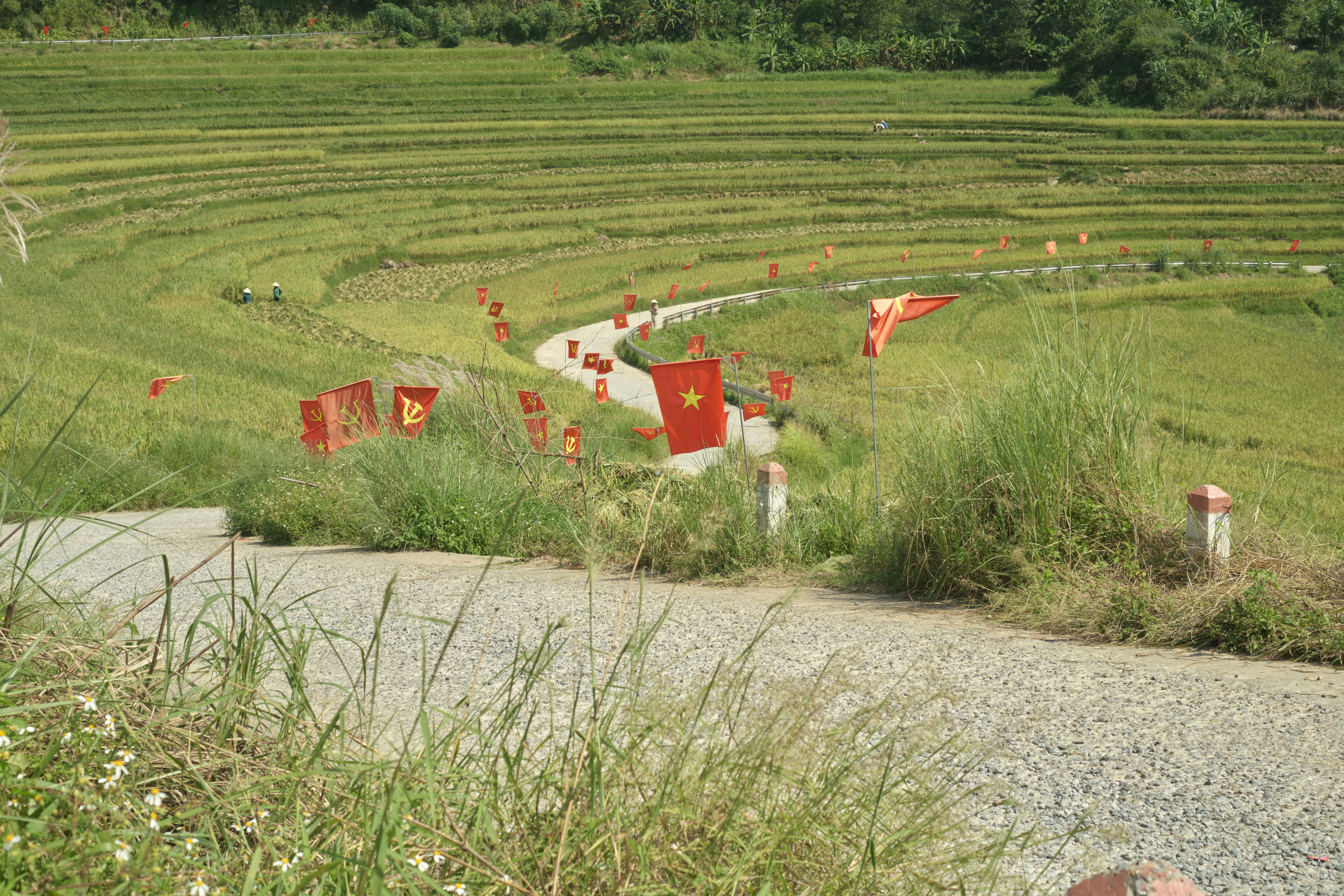 Pathway Through Vibrant Terraced Fields