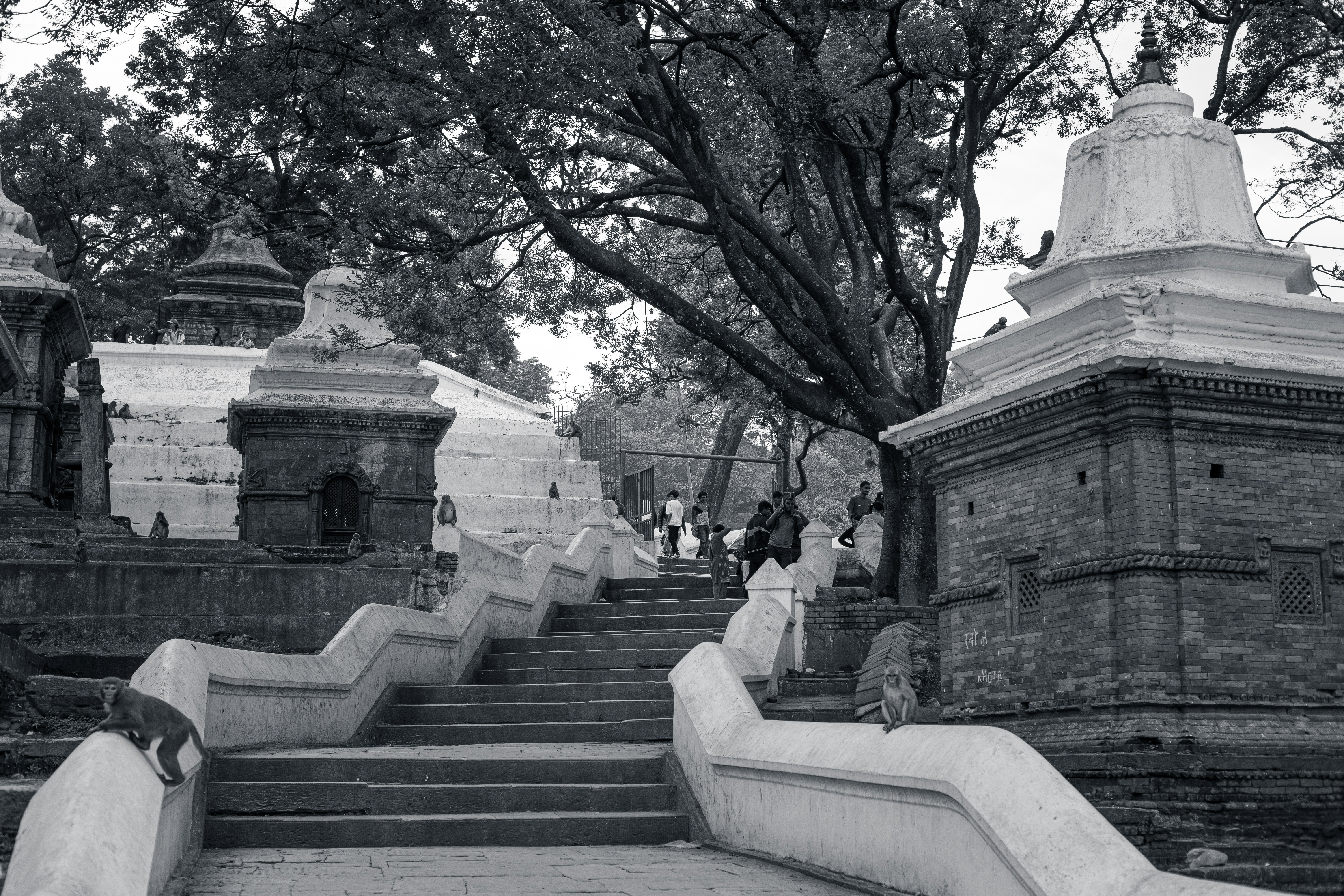 Sacred Steps of Pashupatinath – Monkeys and Pilgrims Along the Ancient Path | Stone steps leading to ancient stupas with trees overhead trees