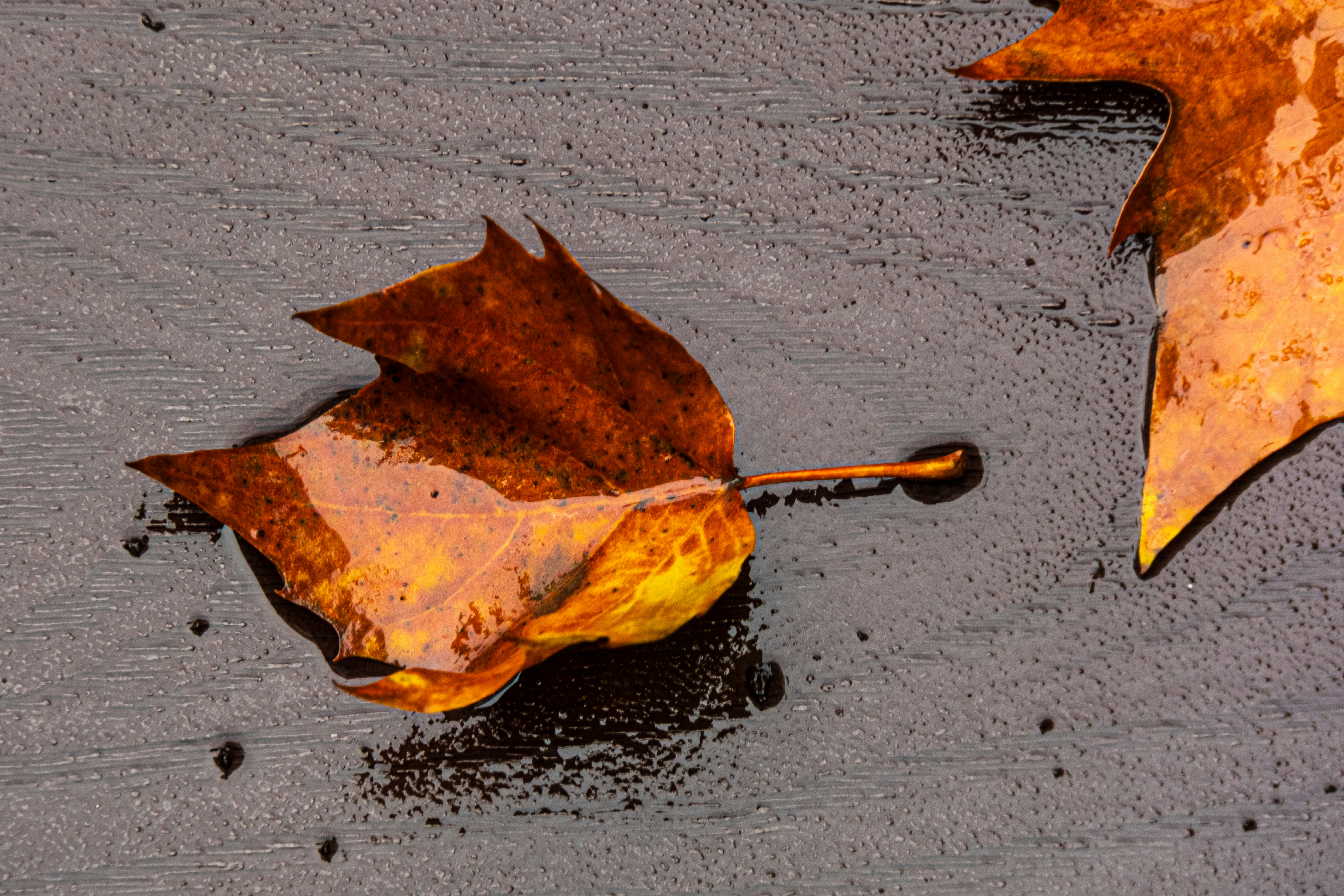 Wet autumn leaves on dark pavement
