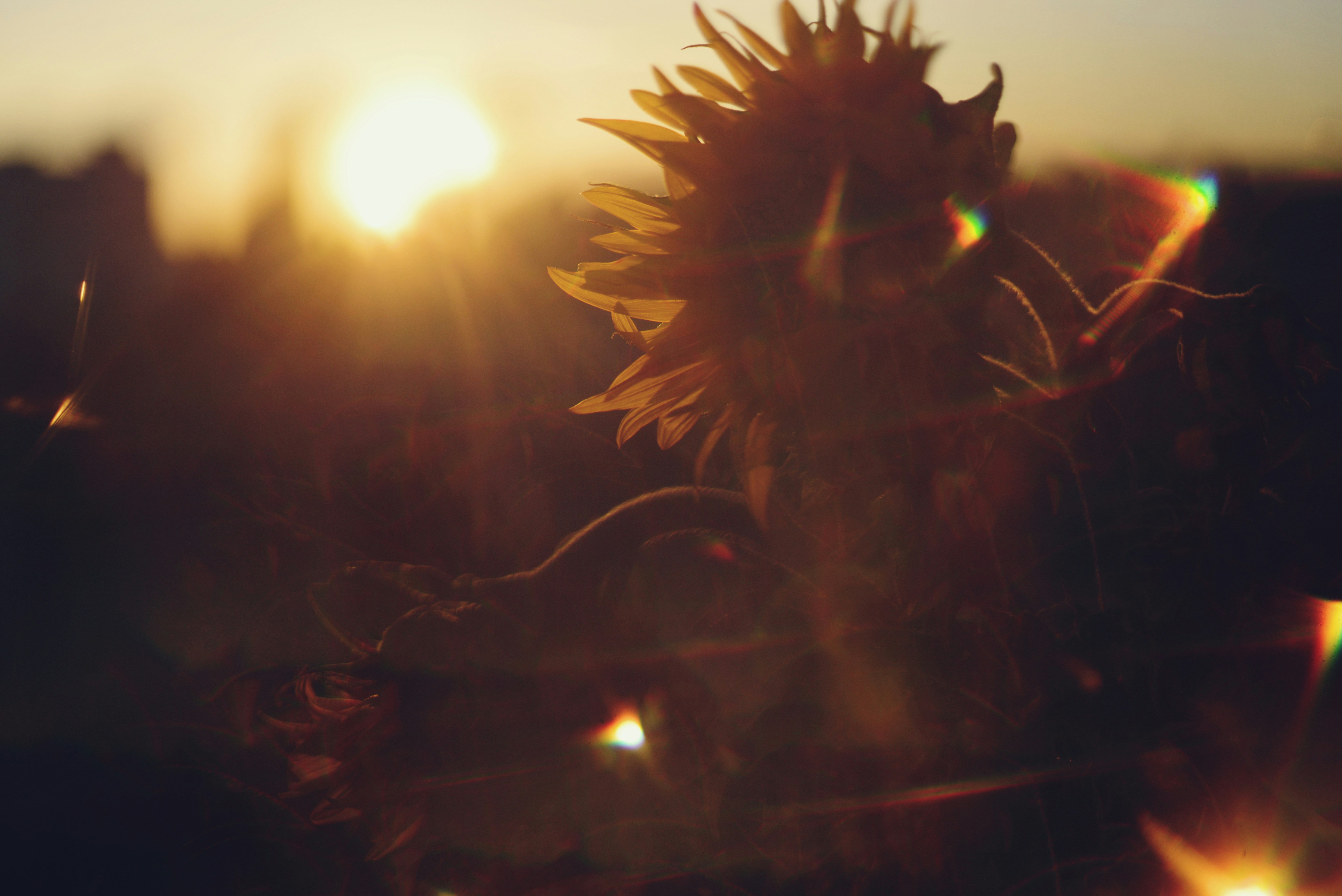 Sunlit Silhouettes: A Floral Embrace