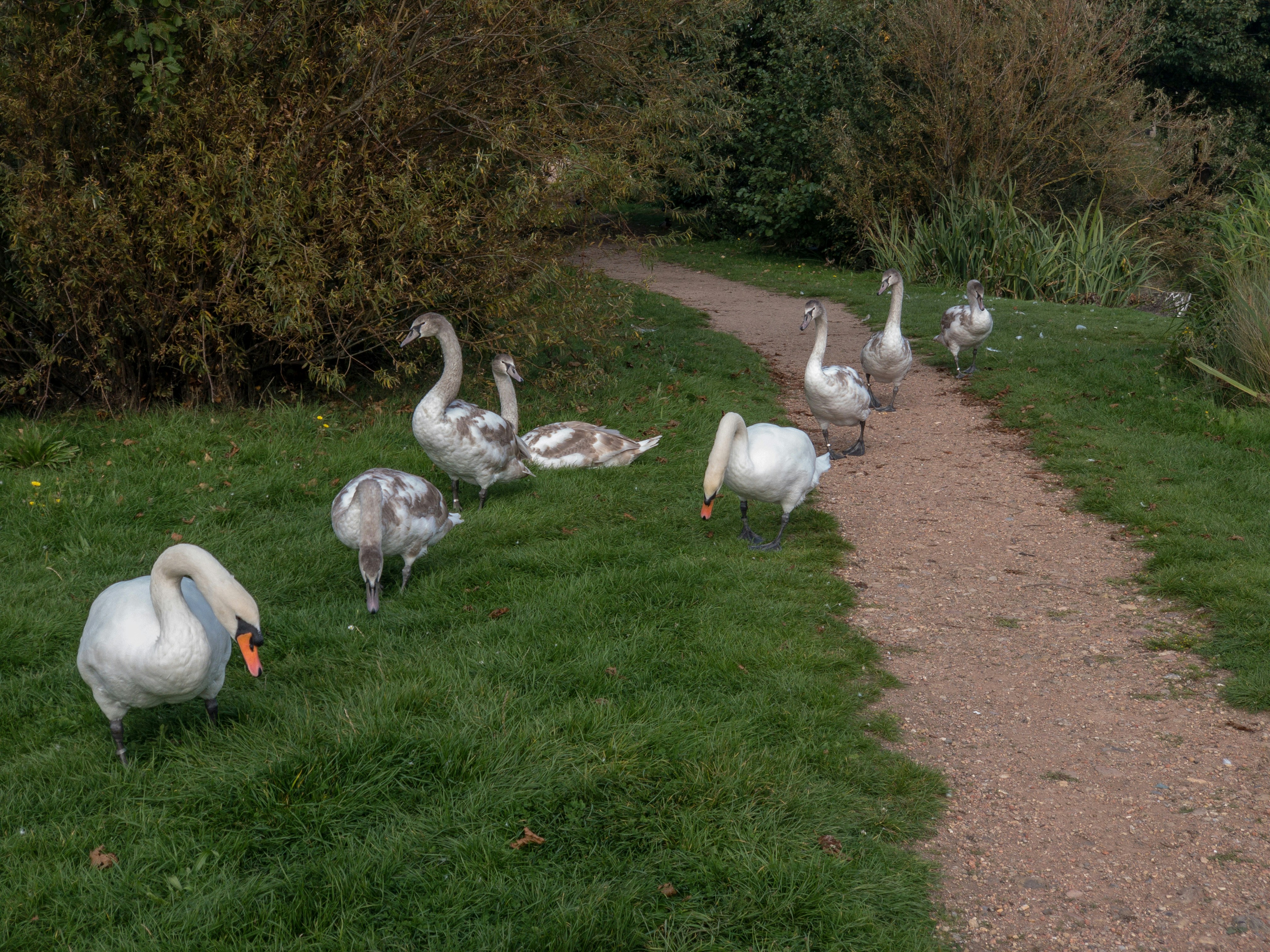 Elegance in Motion: A Gathering of Swans