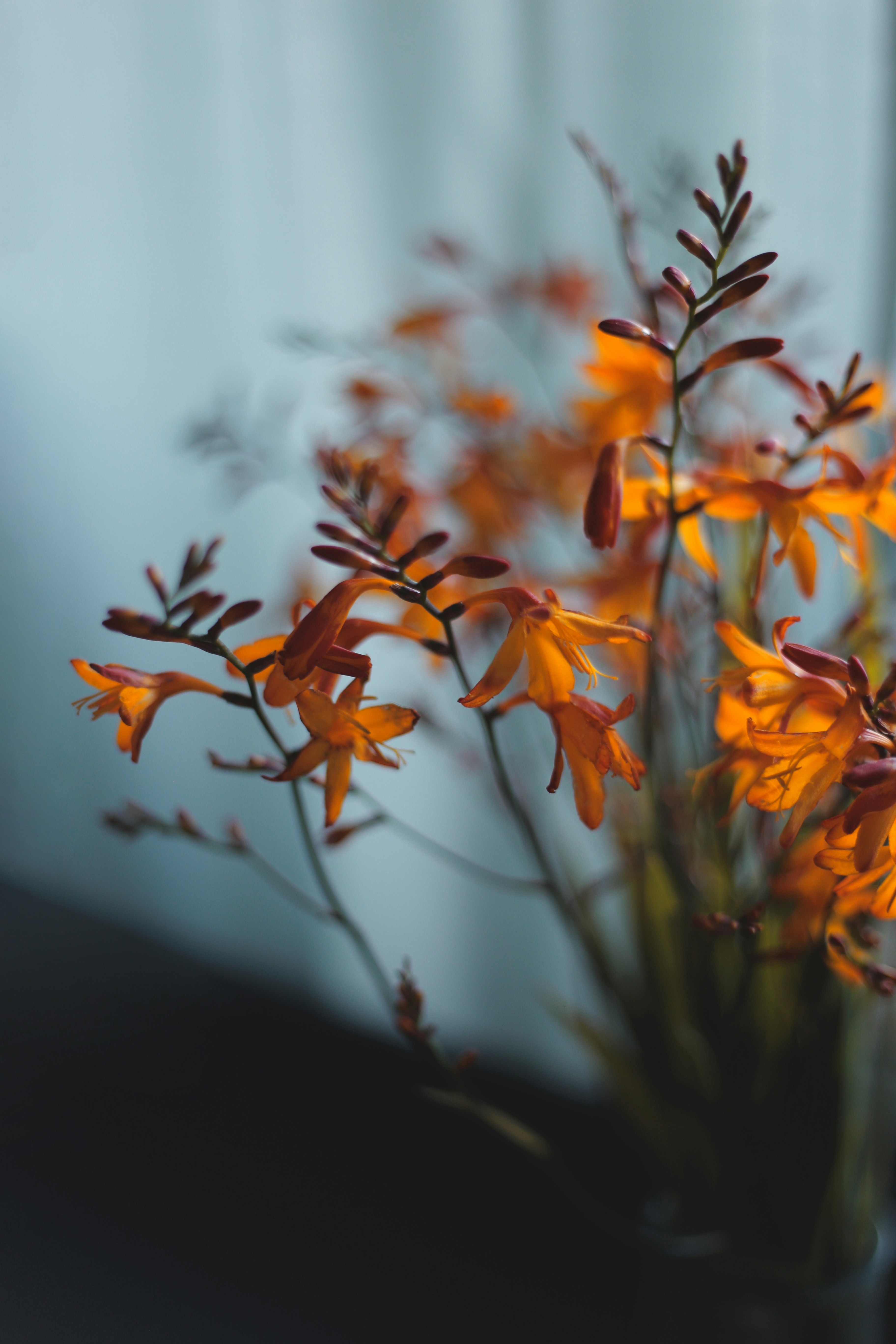 Montbretia or Crocosmia | Bright orange flowers backlit by soft light.