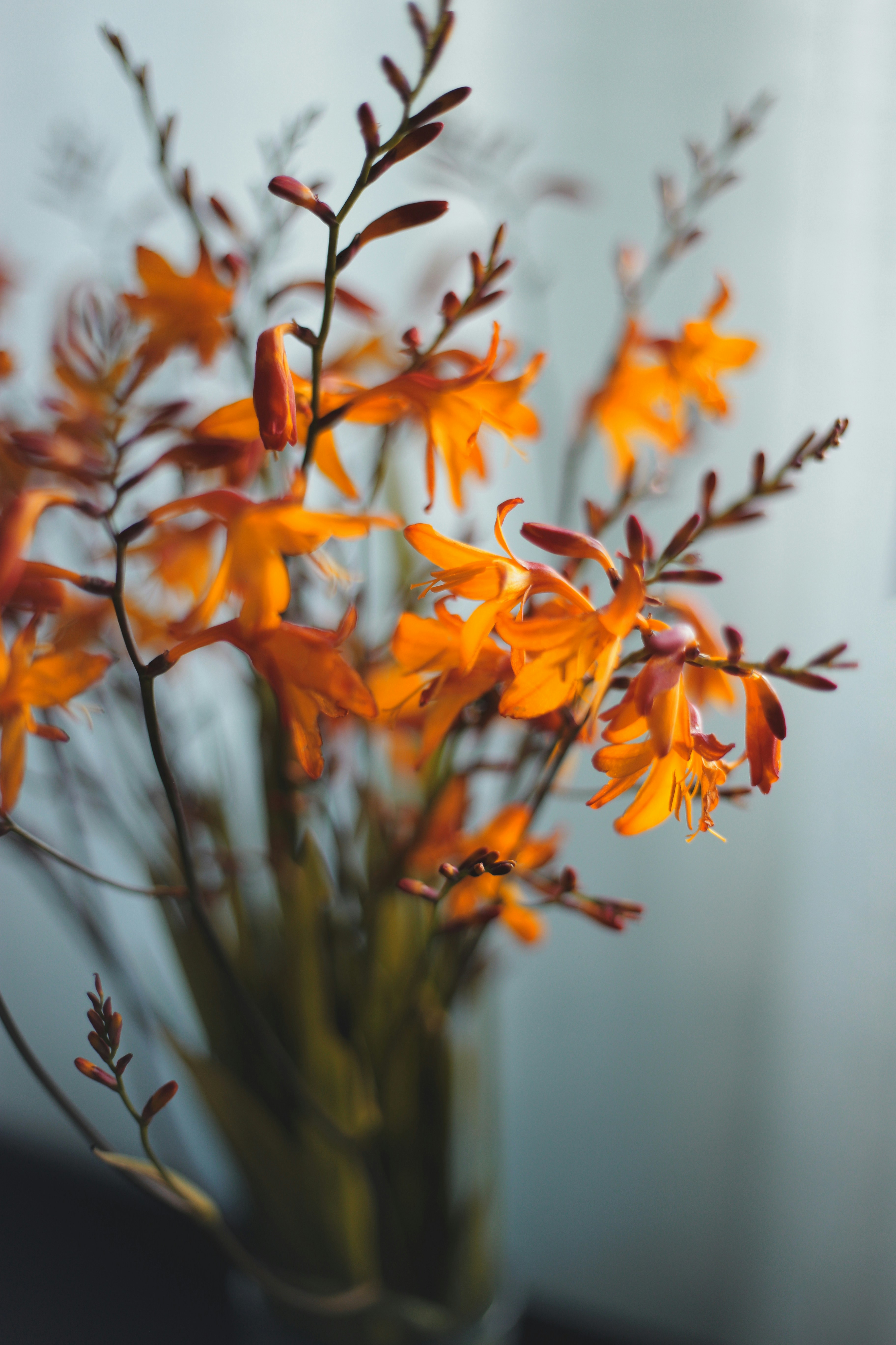 Vibrant Blooms: A Floral Symphony