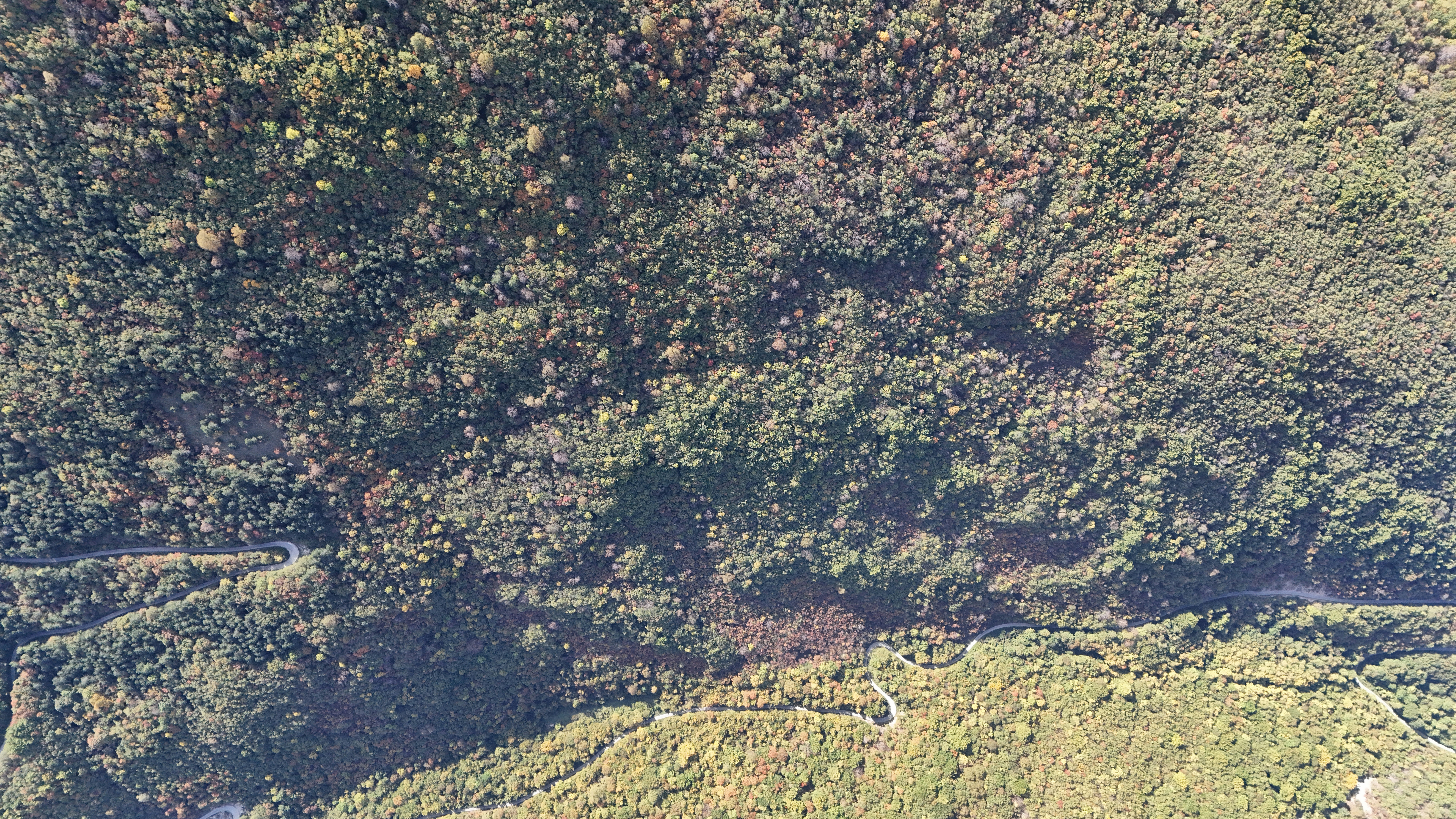 Aerial view of a dense forest and grassy terrain