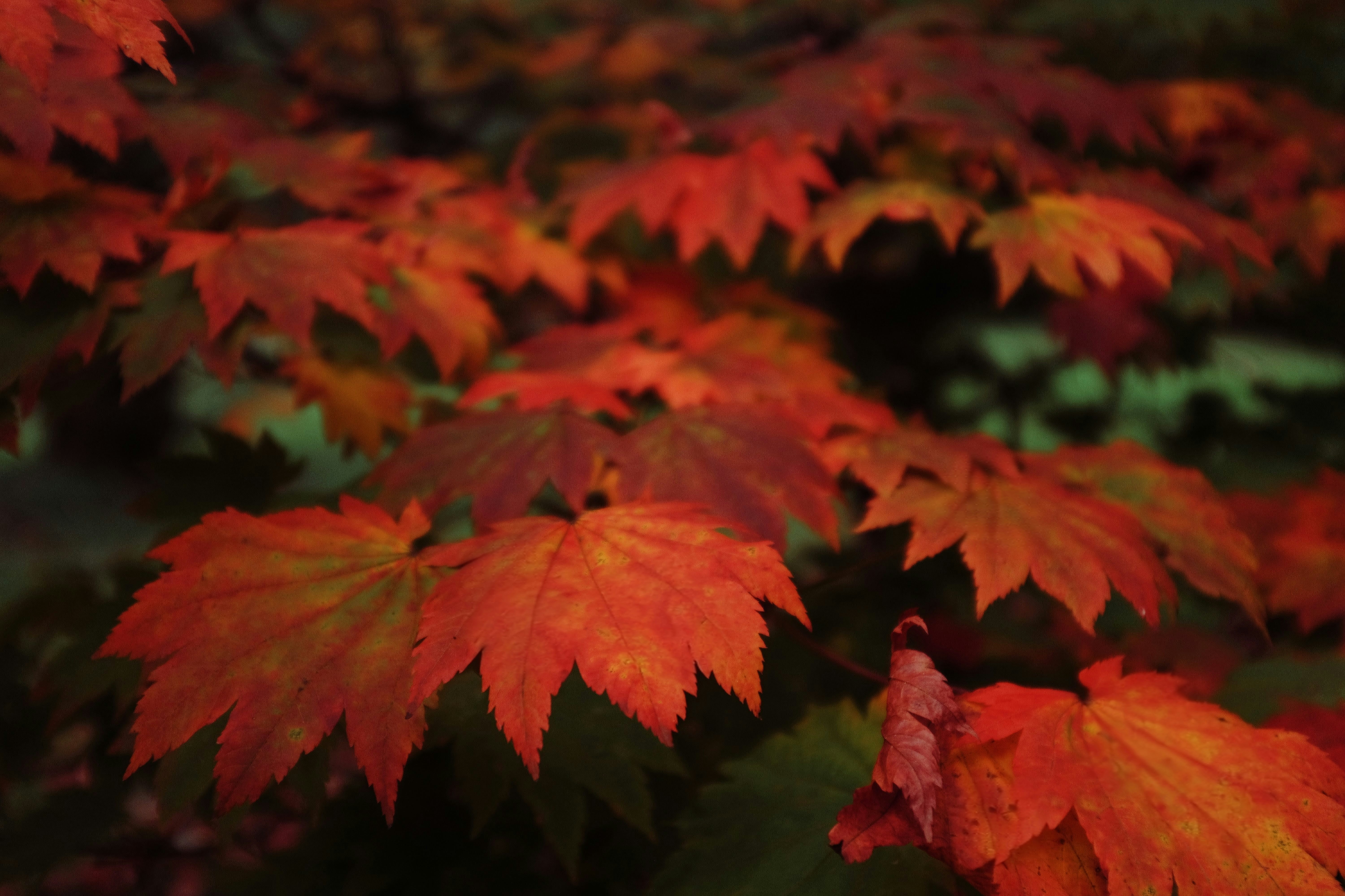 Autumn leaves in shades of red and orange.