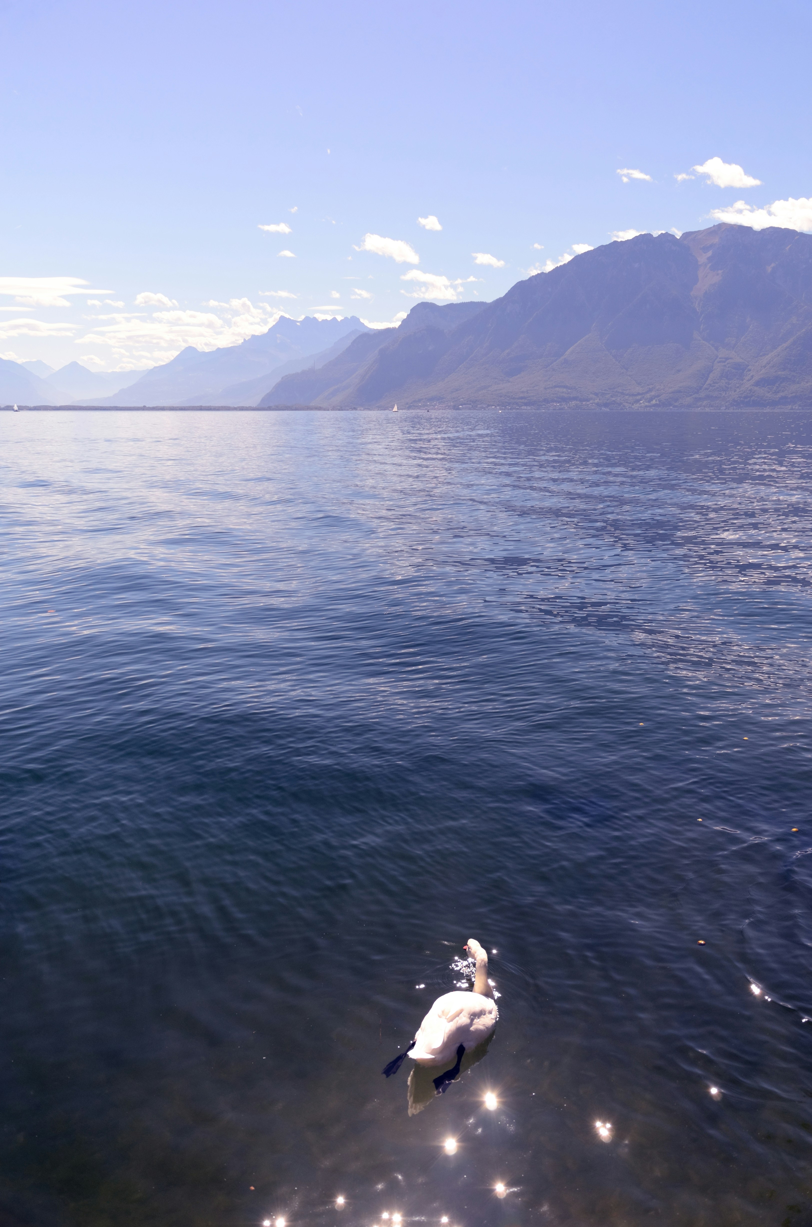 Serenity on the Water: A Swan's Journey