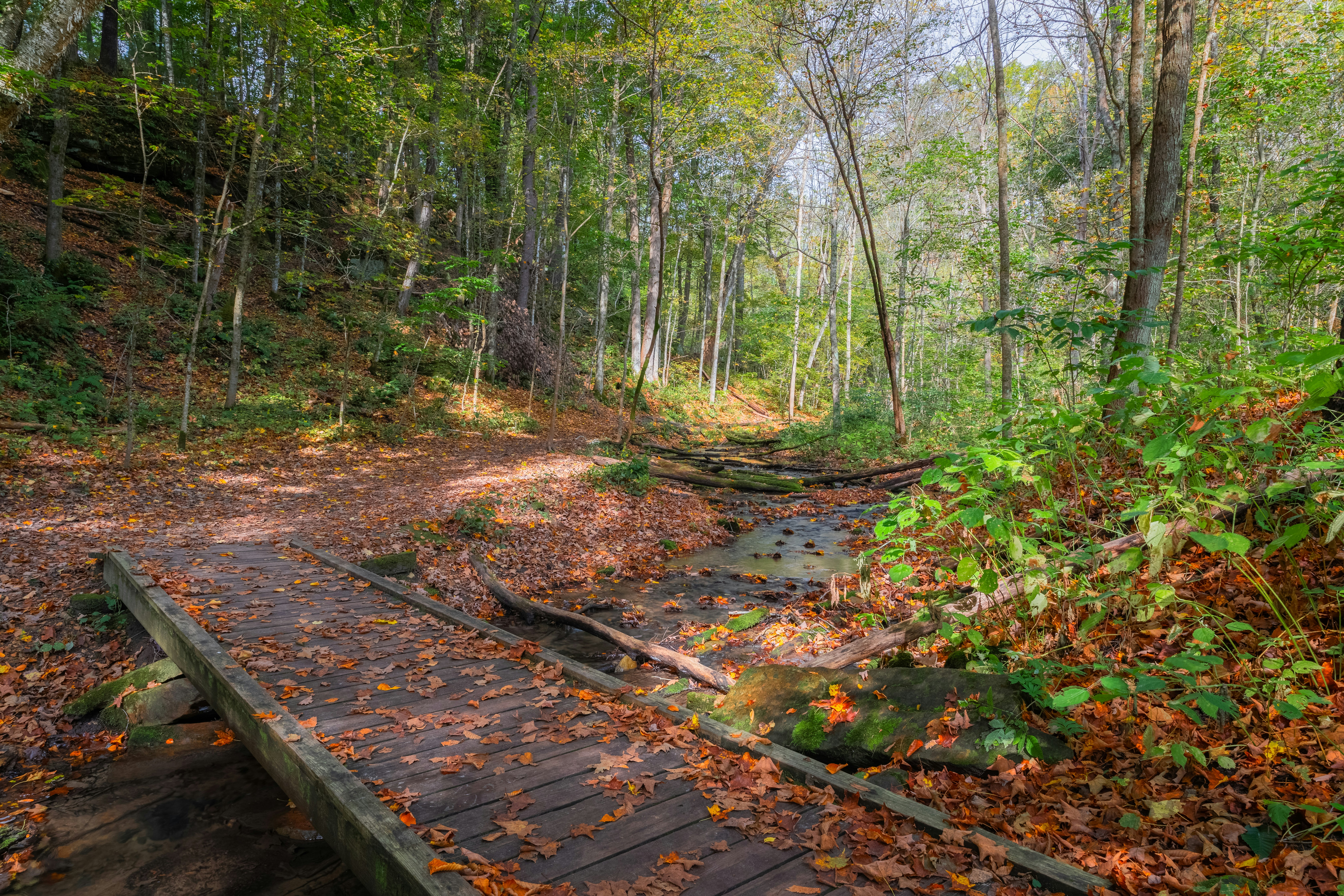 Wooden bridge over a stream in autumn forest