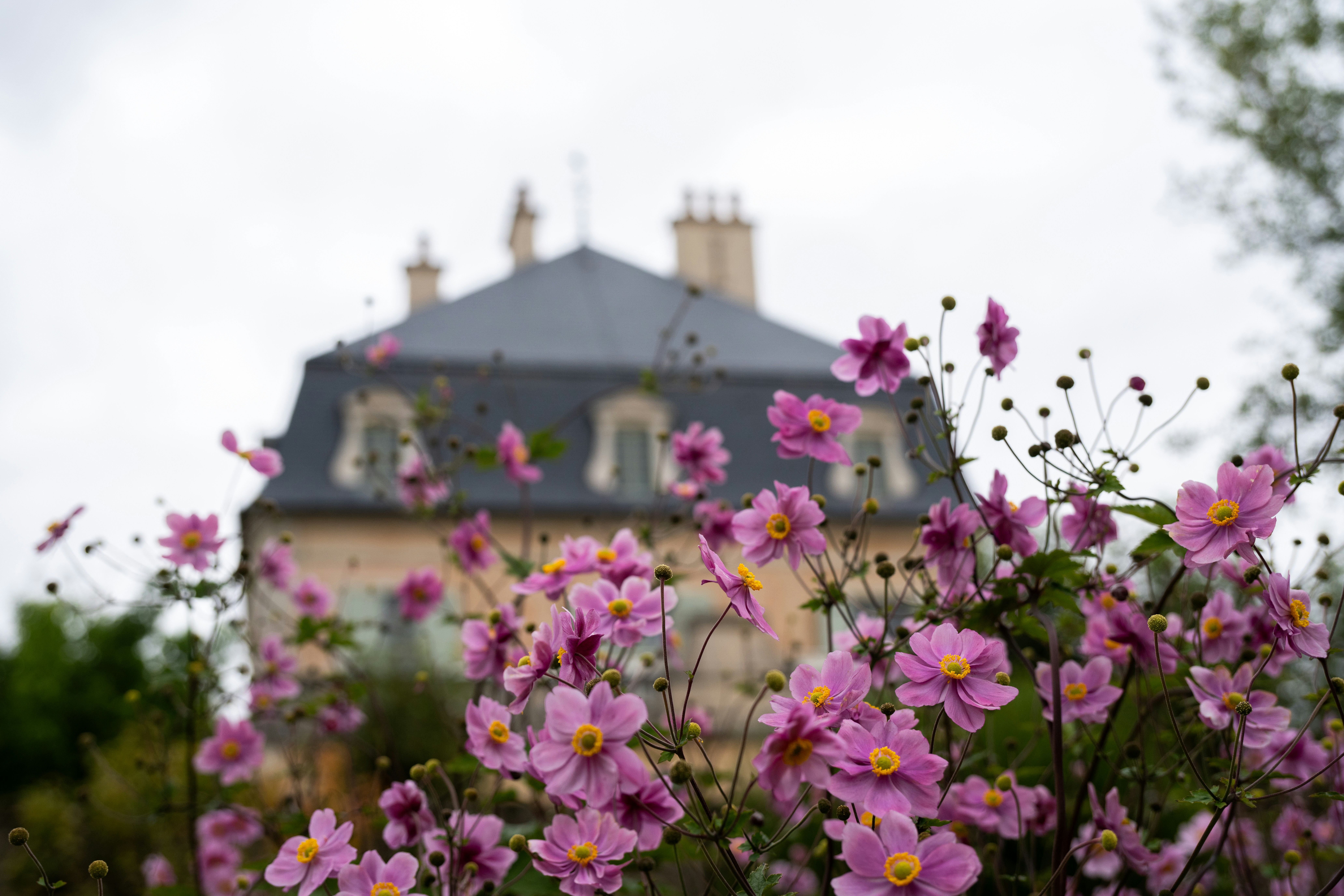 Whispers of Spring: A Floral Embrace
