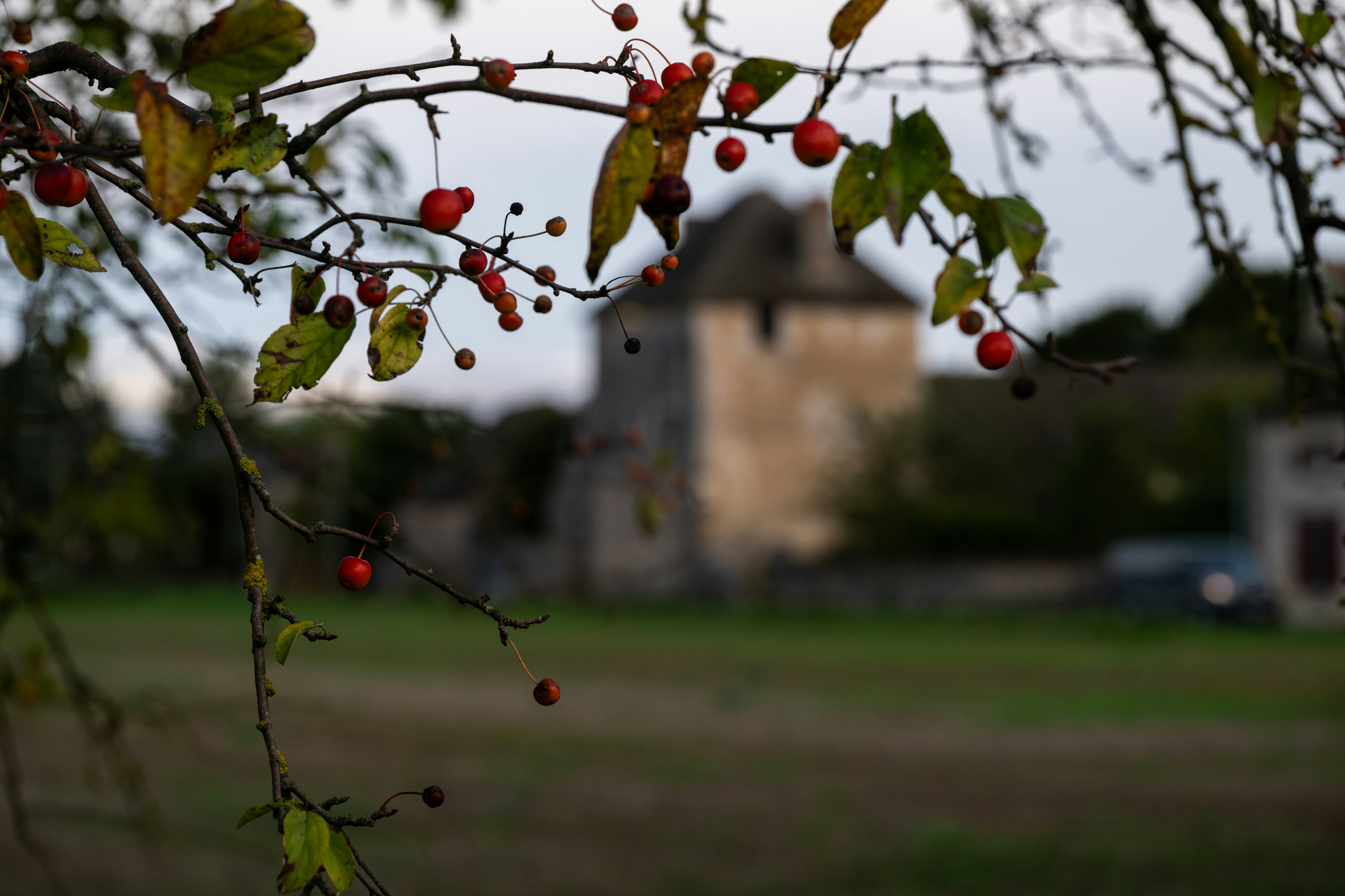 Branches adorned with vibrant berries frame a distant, weathered building amidst a serene landscape.