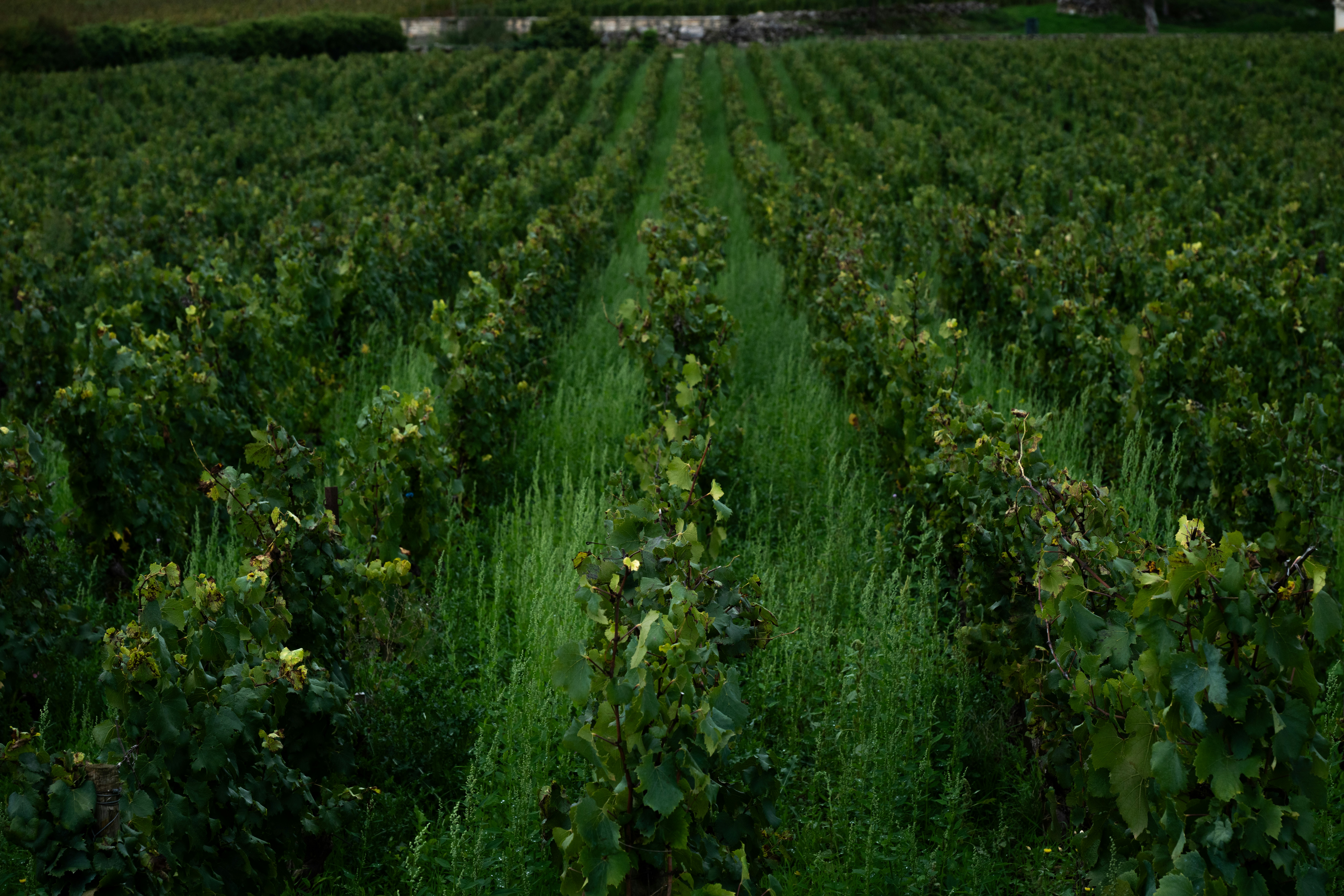Emerging Vines: A Symphony of Growth