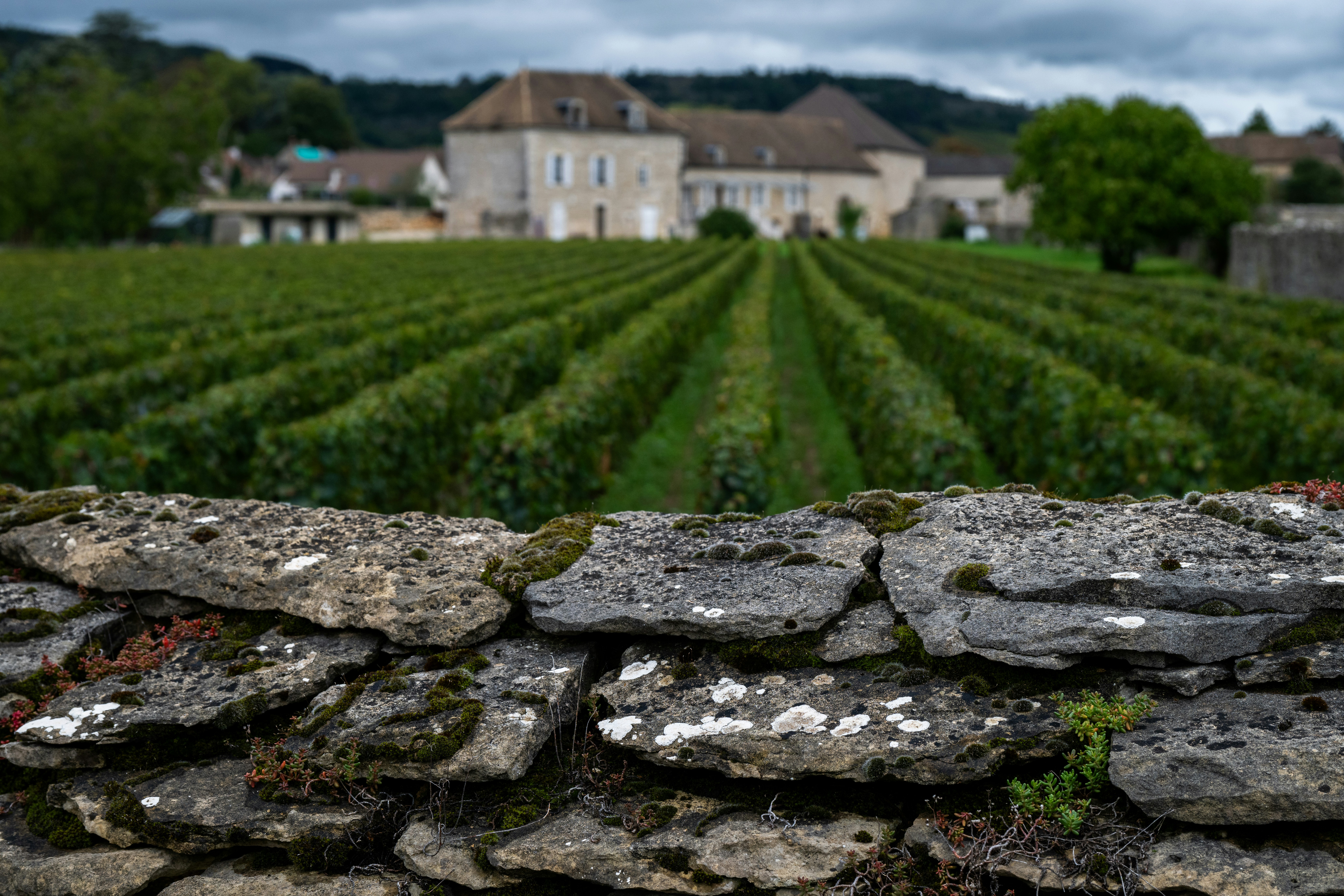 Vineyard Convergence: A Stone-Walled Frame Toward a French Estate