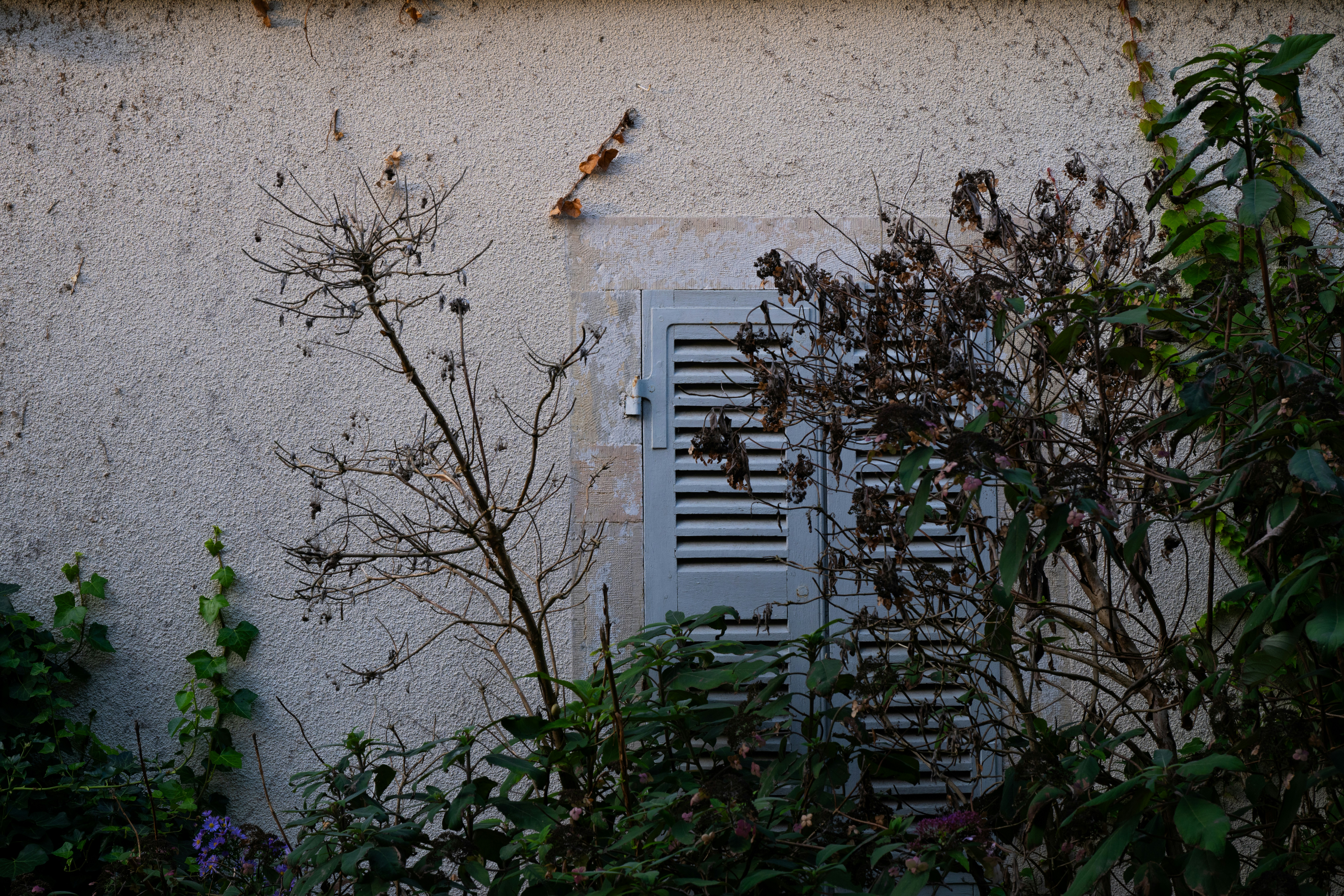 Whispers of Nature Amidst Urban Walls