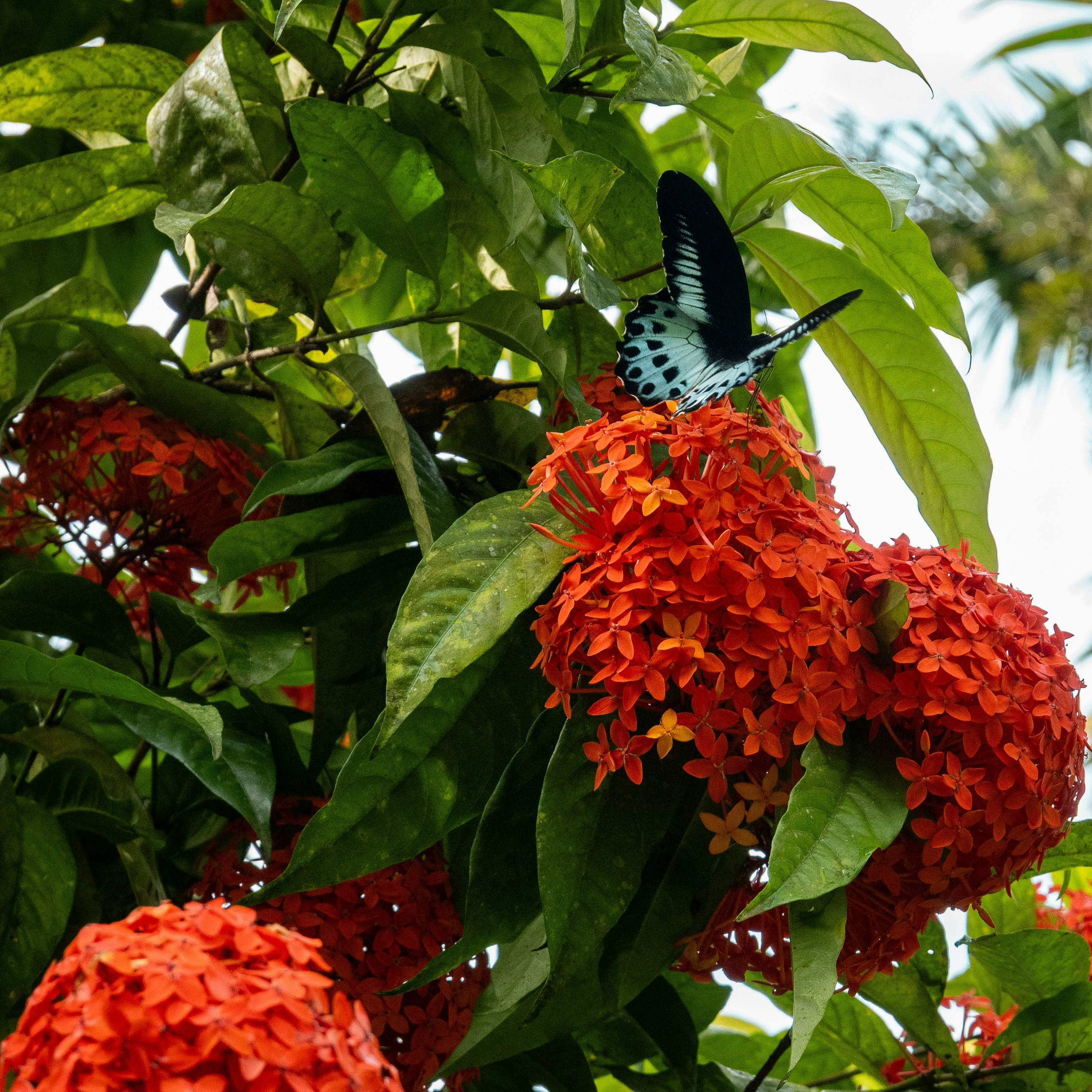 Nature's Dance: A Butterfly's Embrace