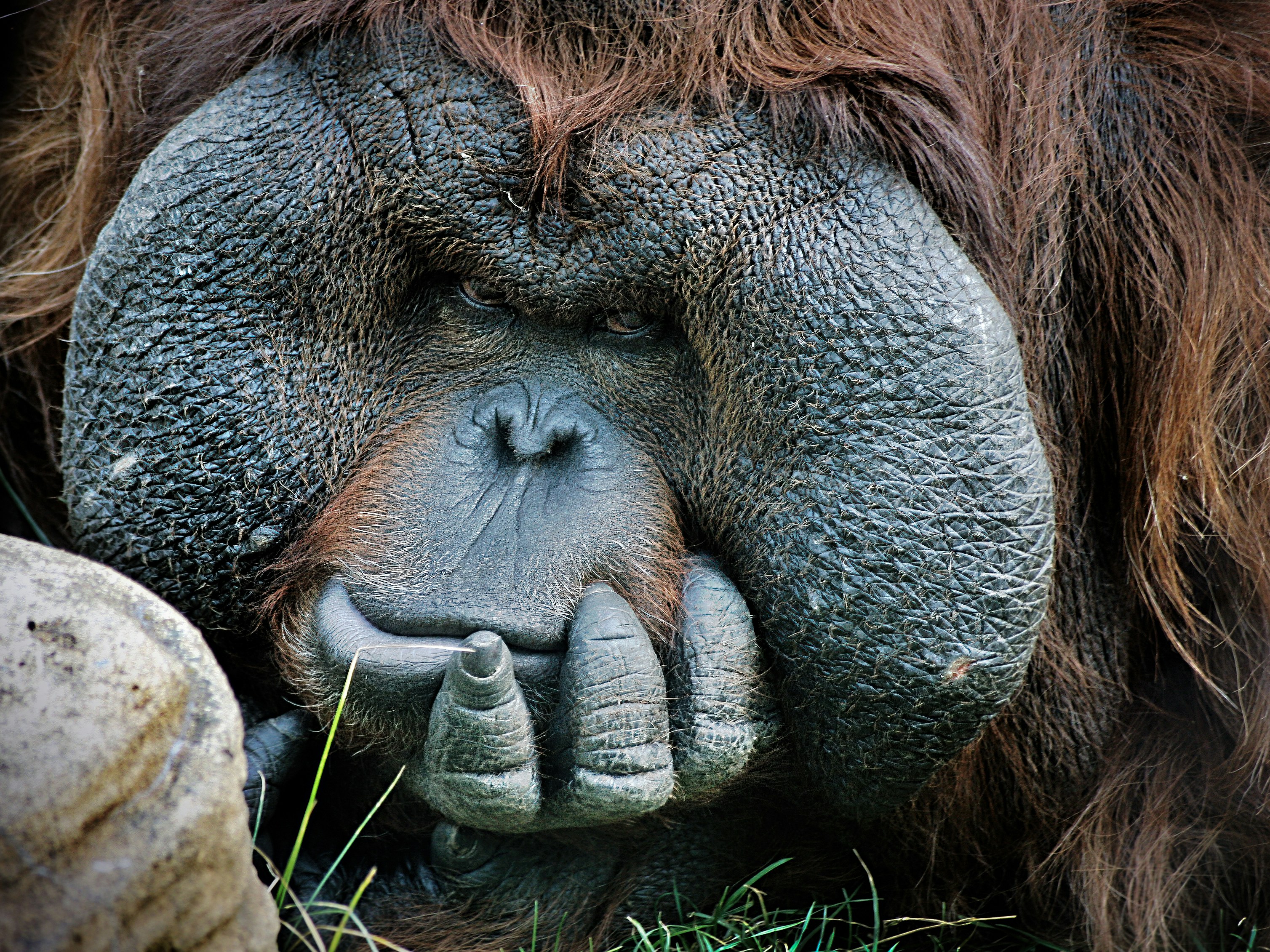Contemplative Giant: The Thoughtful Orangutan