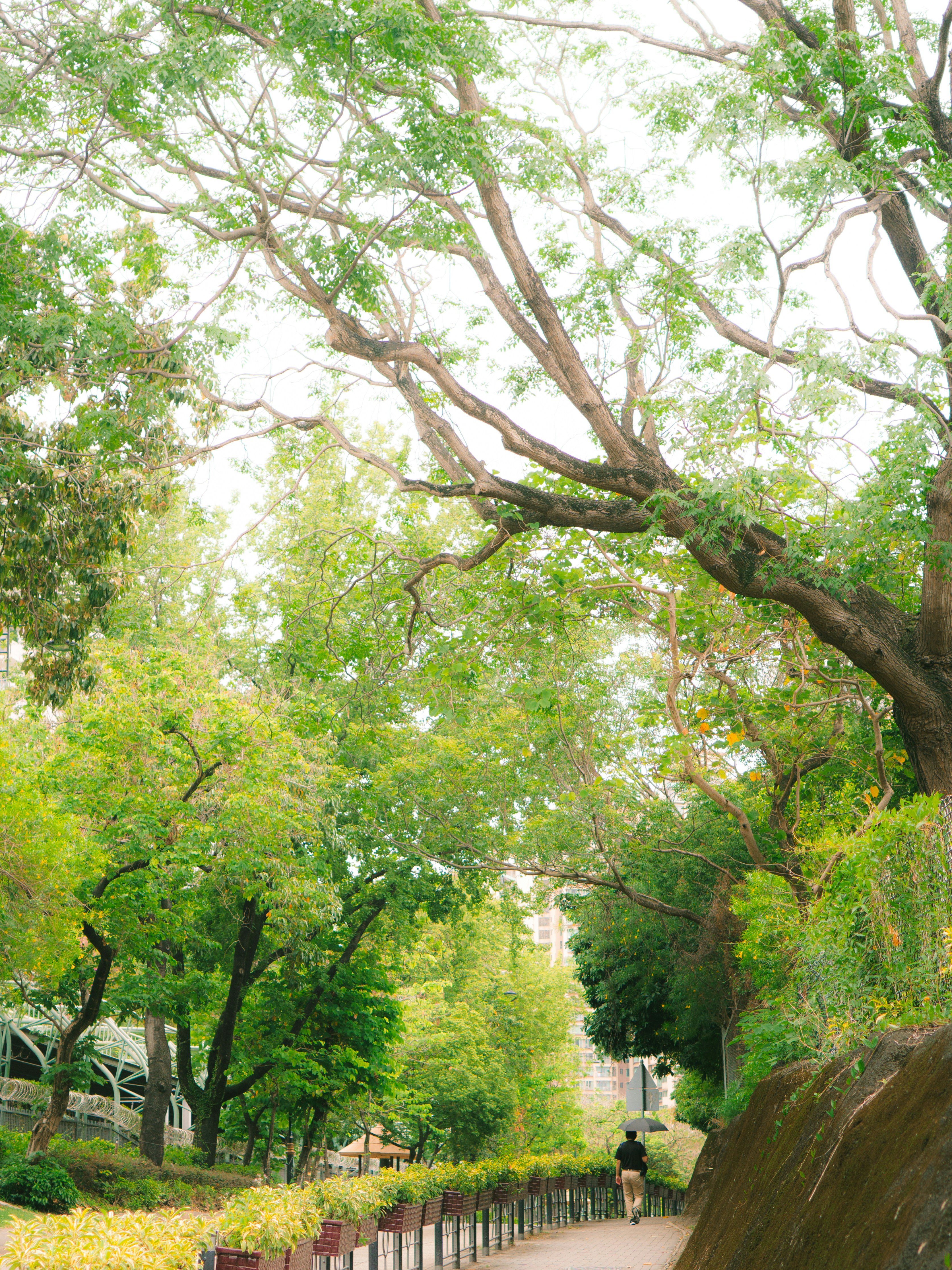 A solitary figure holding an umbrella strolls along the lush, tree-lined path of Wylie Road, a tranquil green corridor nestled within Hong Kong. Towering trees with sprawling branches form a natural canopy overhead, filtering the bright sky and dappling the walkway with soft light. | A person rides a bicycle on a path through trees.